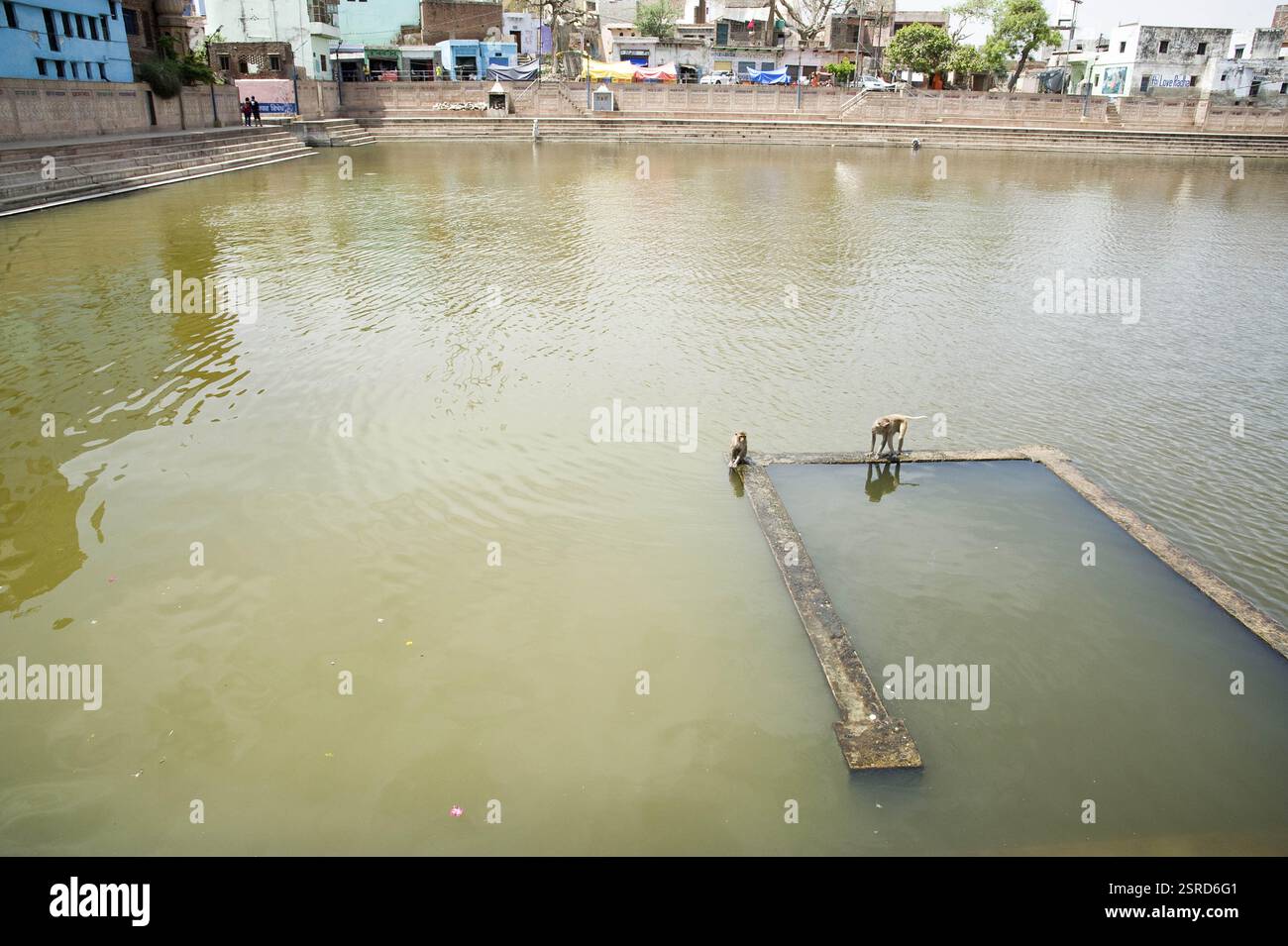 Radha kund and shyama kund, mathura, uttar pradesh, india, asia Stock Photo - Alamy