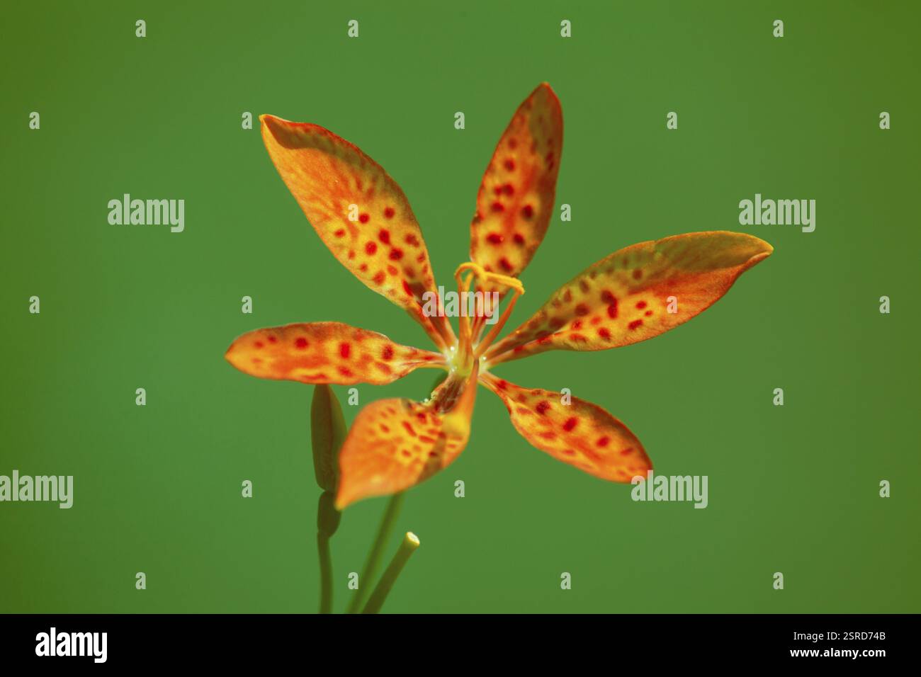 Leopard flower, araku andhra pradesh India, Asia Stock Photo - Alamy