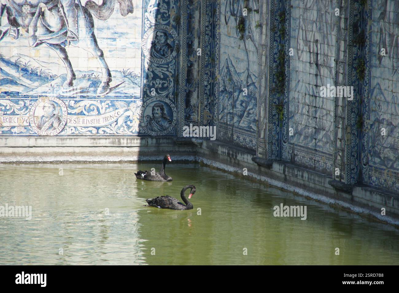 Black swans swim in a rectangular pond lined with blue and white tiled ...