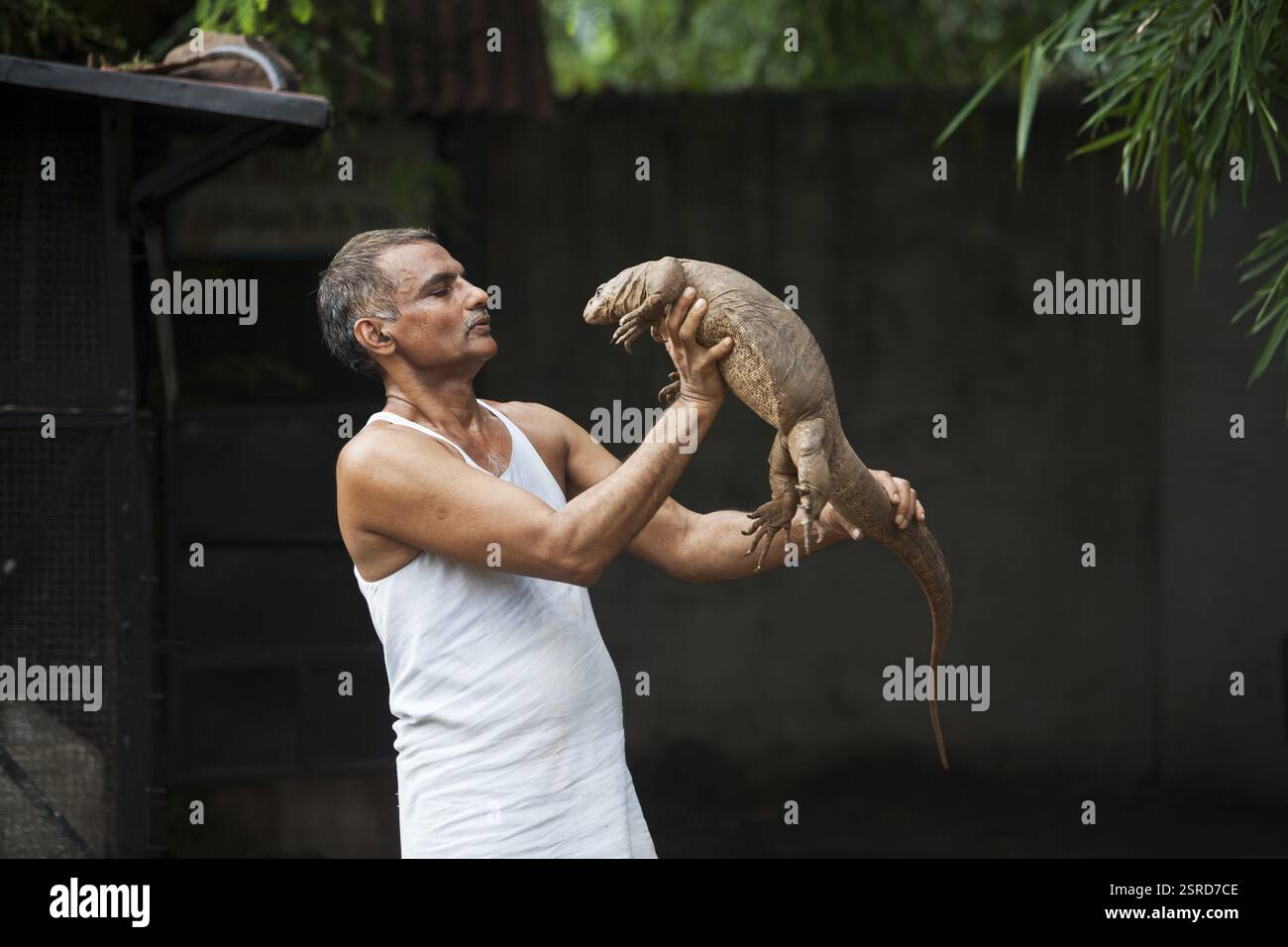Dr prakash amte holding lizard, nagpur, maharashtra, india, asia Stock ...