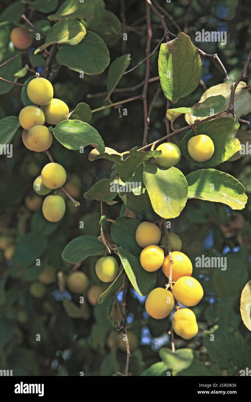 Fruits, jujube ziphus mauritiana chinese date raw and ripe with leaves ...