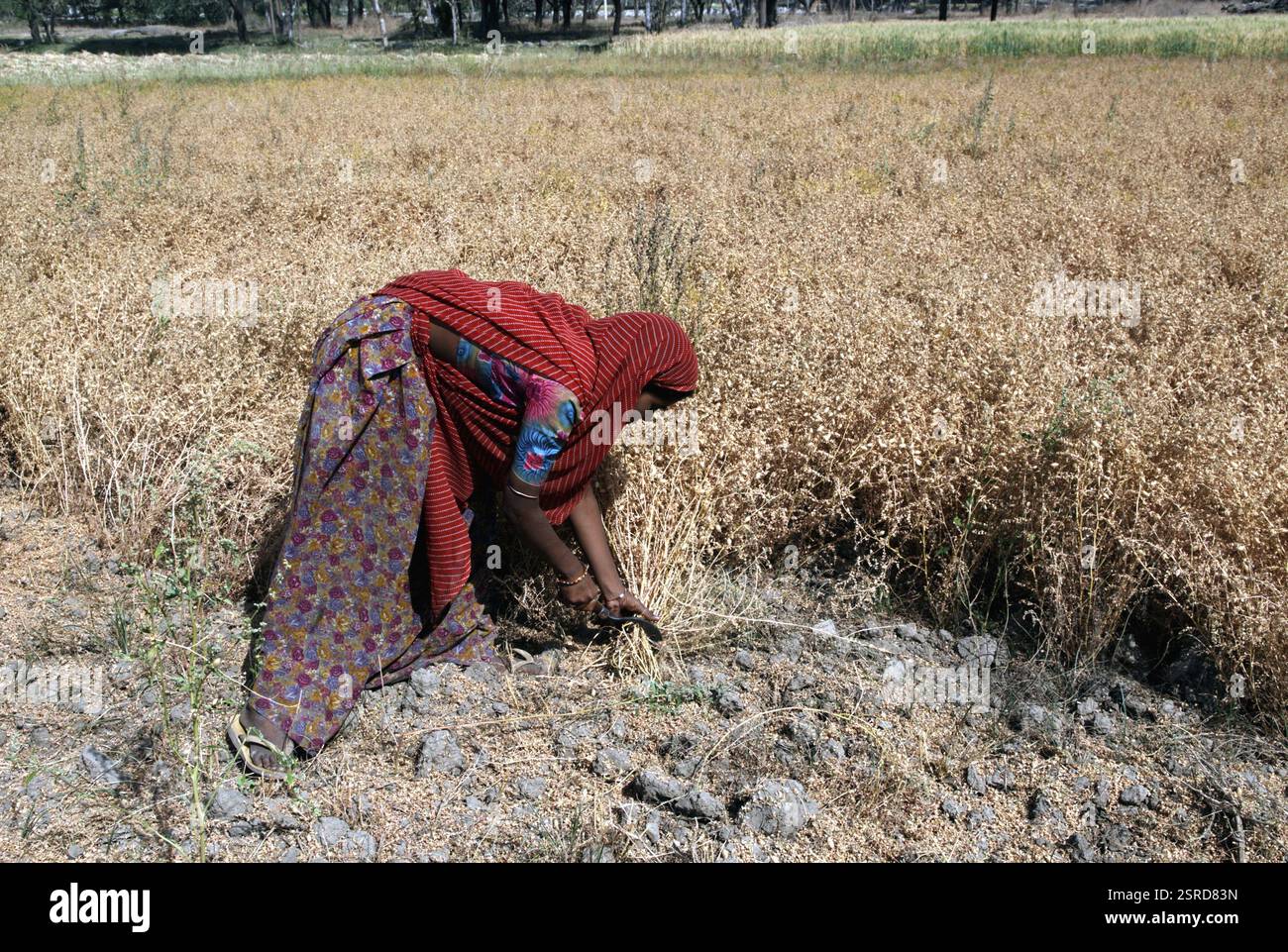 Rajasthani woman harvesting wheat crops in field, Rajasthan, India ...
