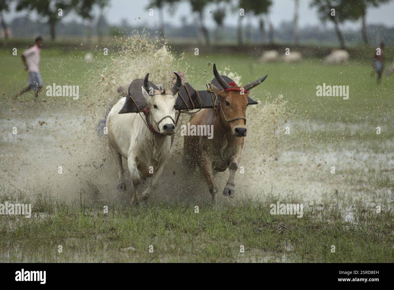 Bull race, west bengal, india, asia Stock Photo - Alamy