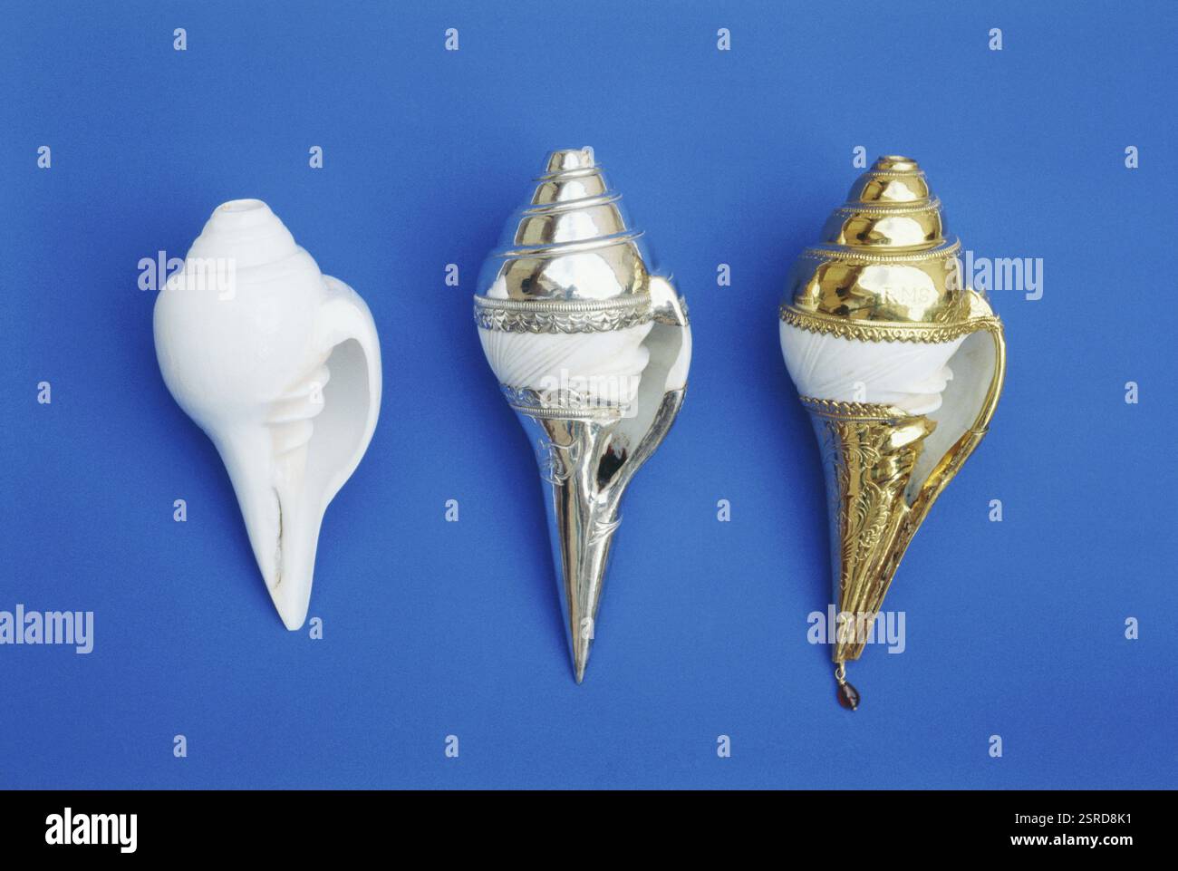 Natural occurring conch by side of silver and gold ones used in ...