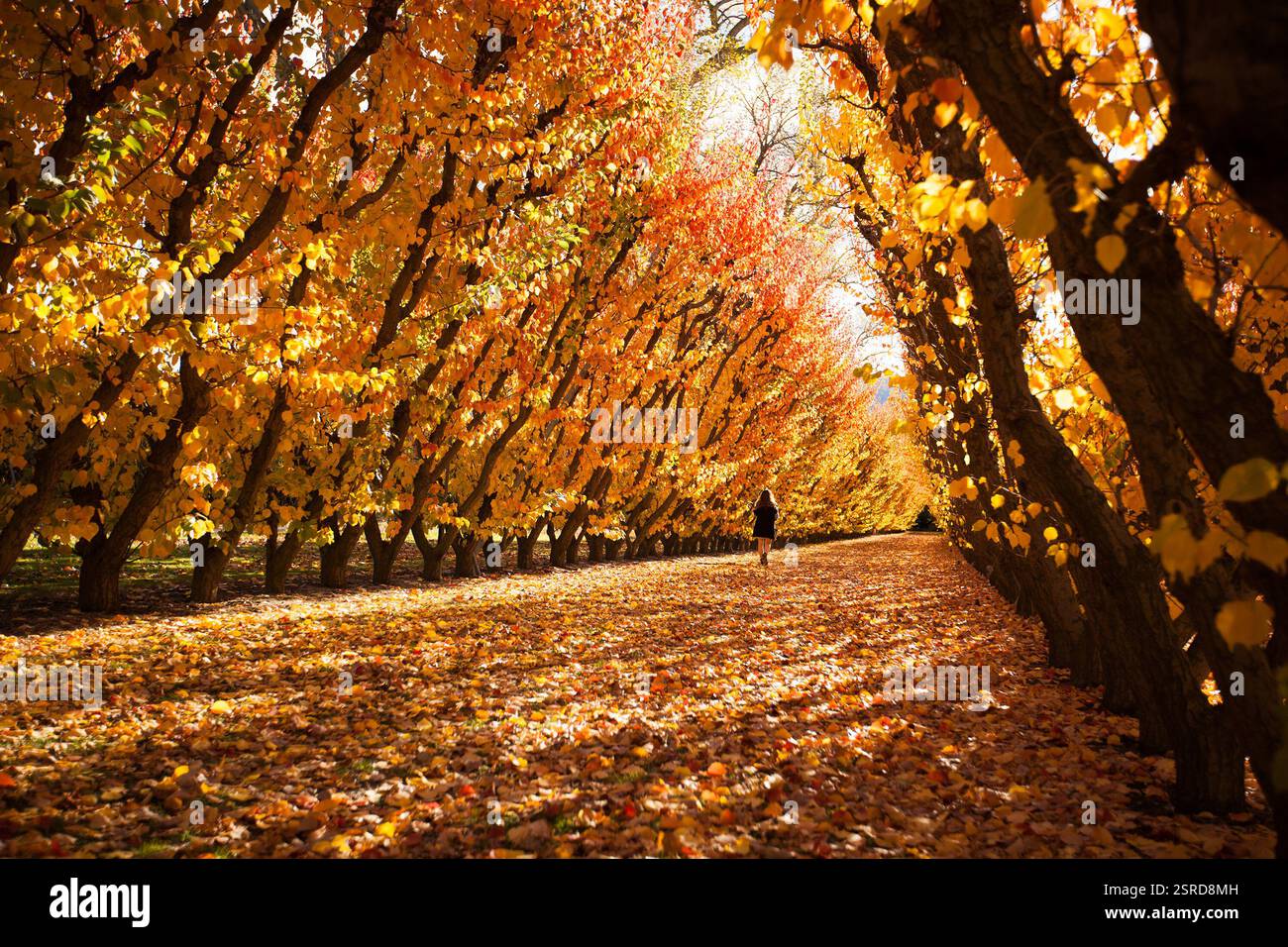 Girl walking through autumn trees Stock Photo - Alamy