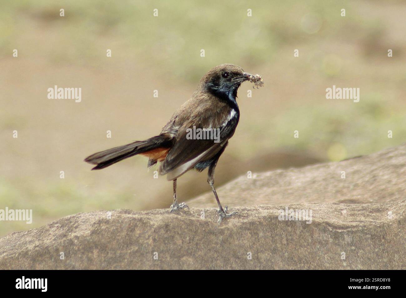 Birds, Indian Robin (Saxicoloides fulicata), Jodhpur, Rajasthan, India ...