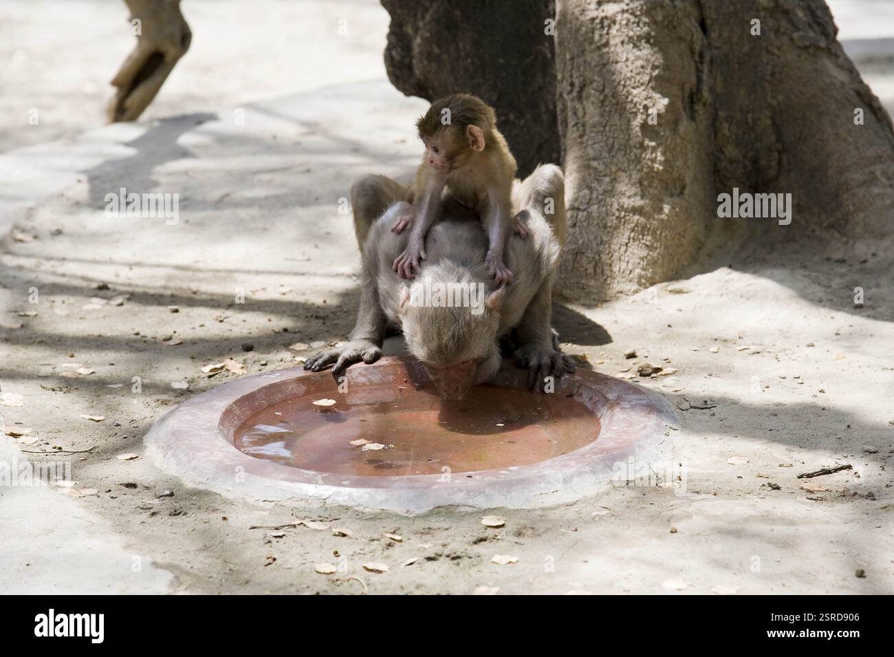 Monkey drinking water, shree tatiya sthan, mathura, uttar pradesh ...
