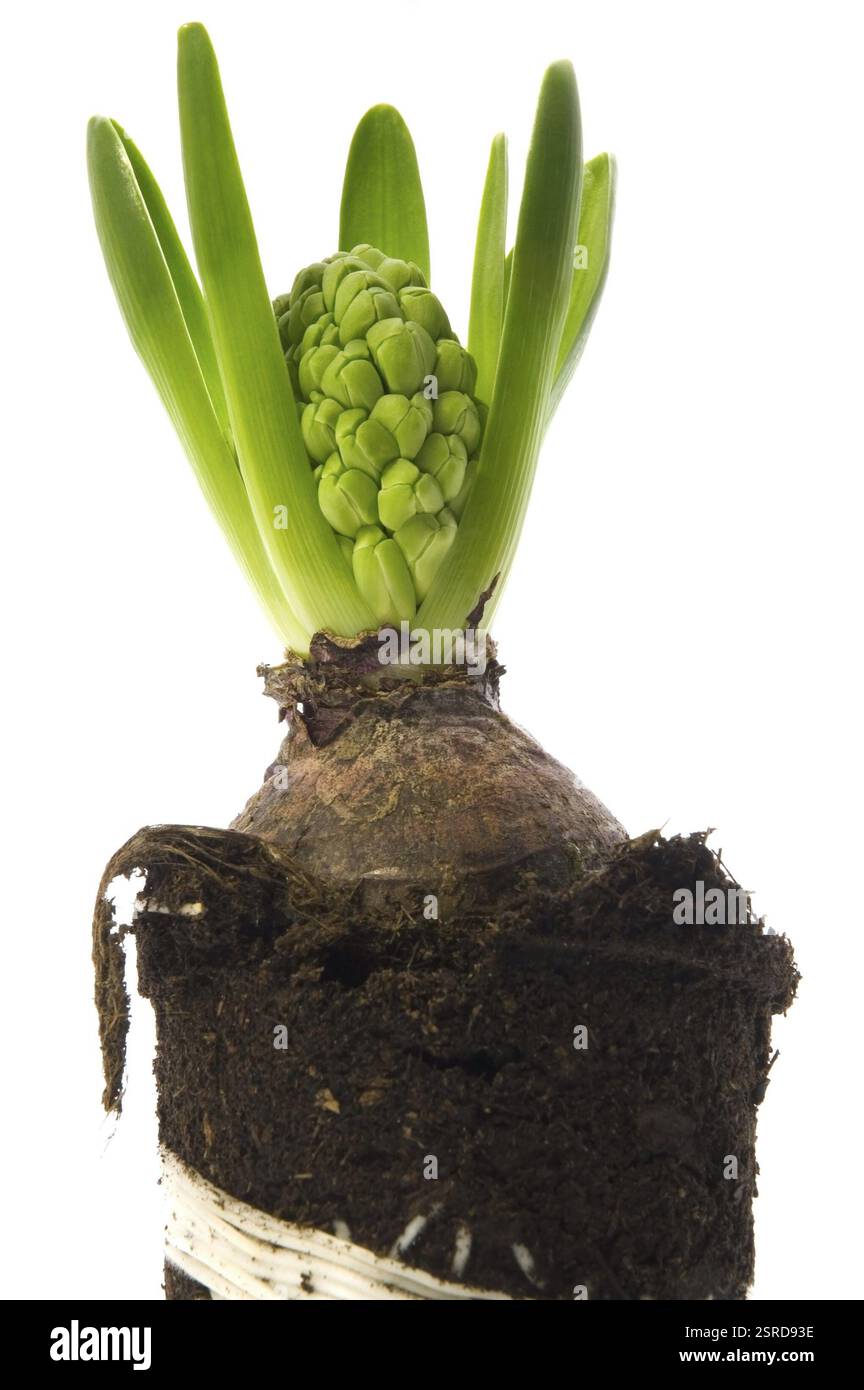 Hyacinth with soil and root system isolated on the white background ...