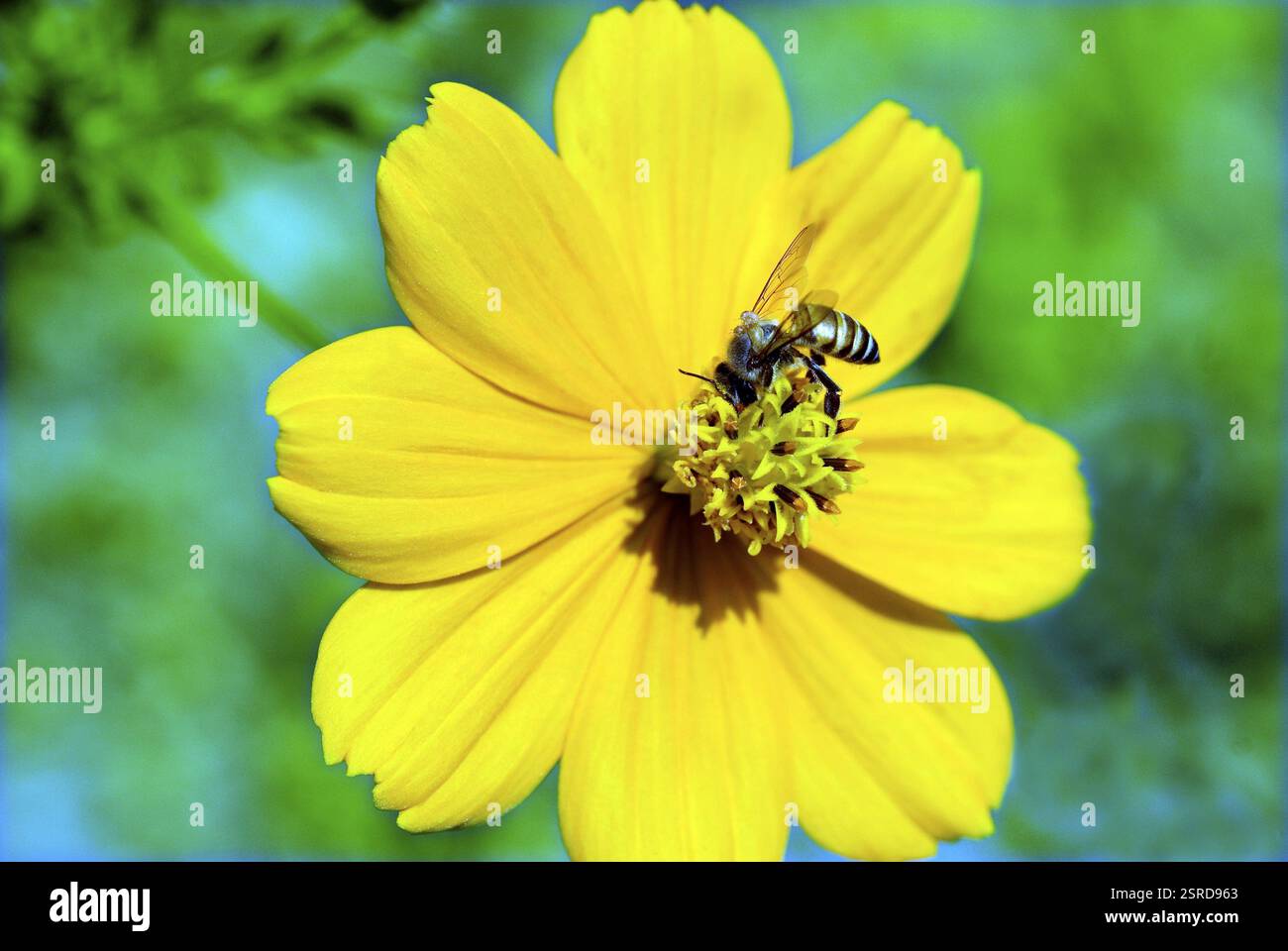 Honey bee gathering honey from flower Cosmos, Trivandrum, Kerala, India ...