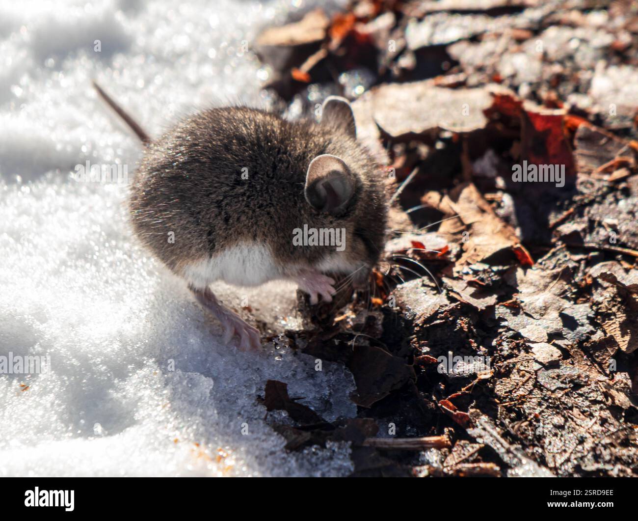 Western Deer Mouse, white belly and white feet, eating leaves and seeds ...