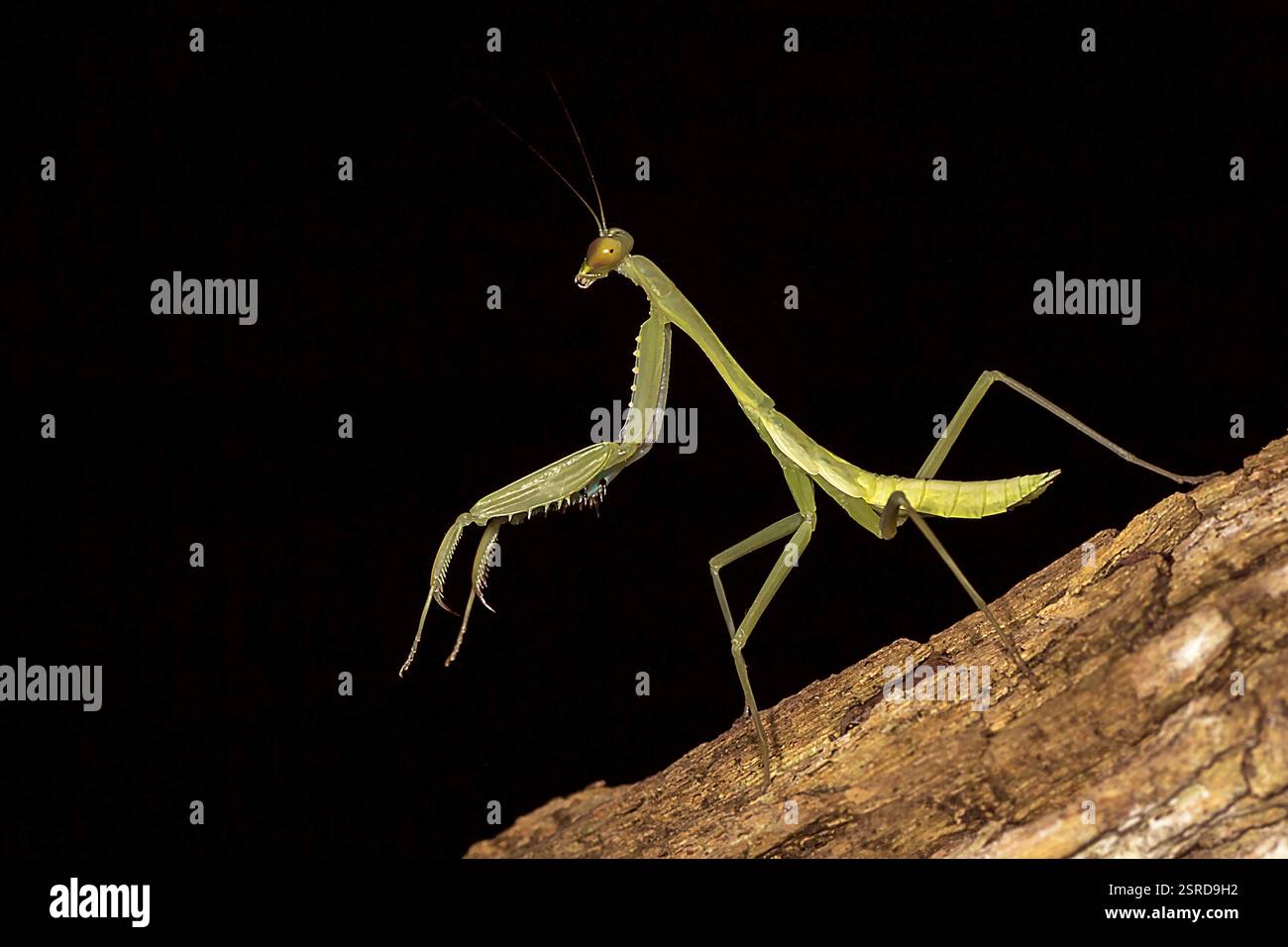 Green Praying Mantis, Giant Mantis, (Hierodula sp.) Komodo Island ...