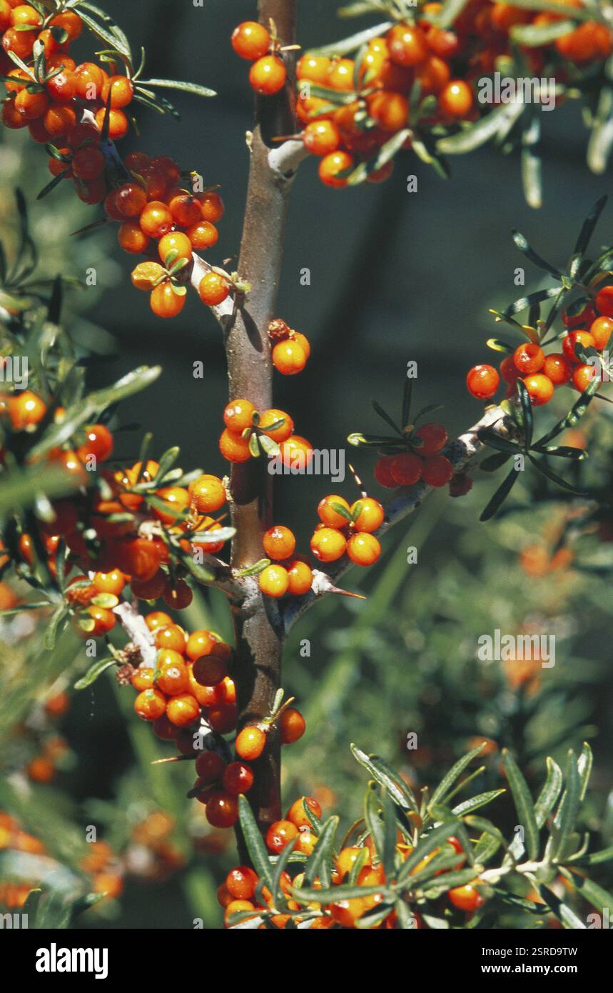 Kashmir fruits hi-res stock photography and images - Alamy