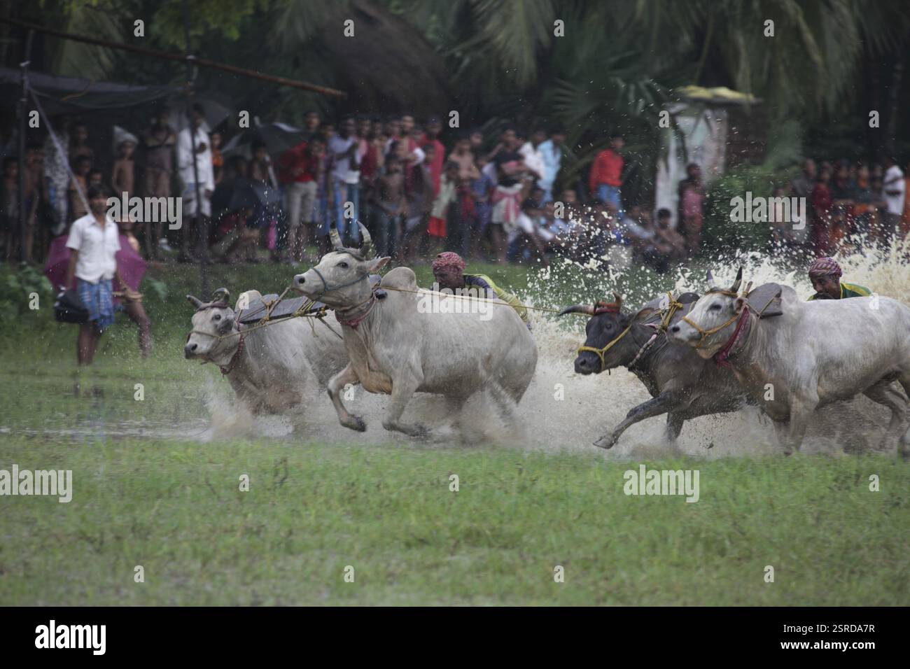 Bull race, west bengal, india, asia Stock Photo - Alamy
