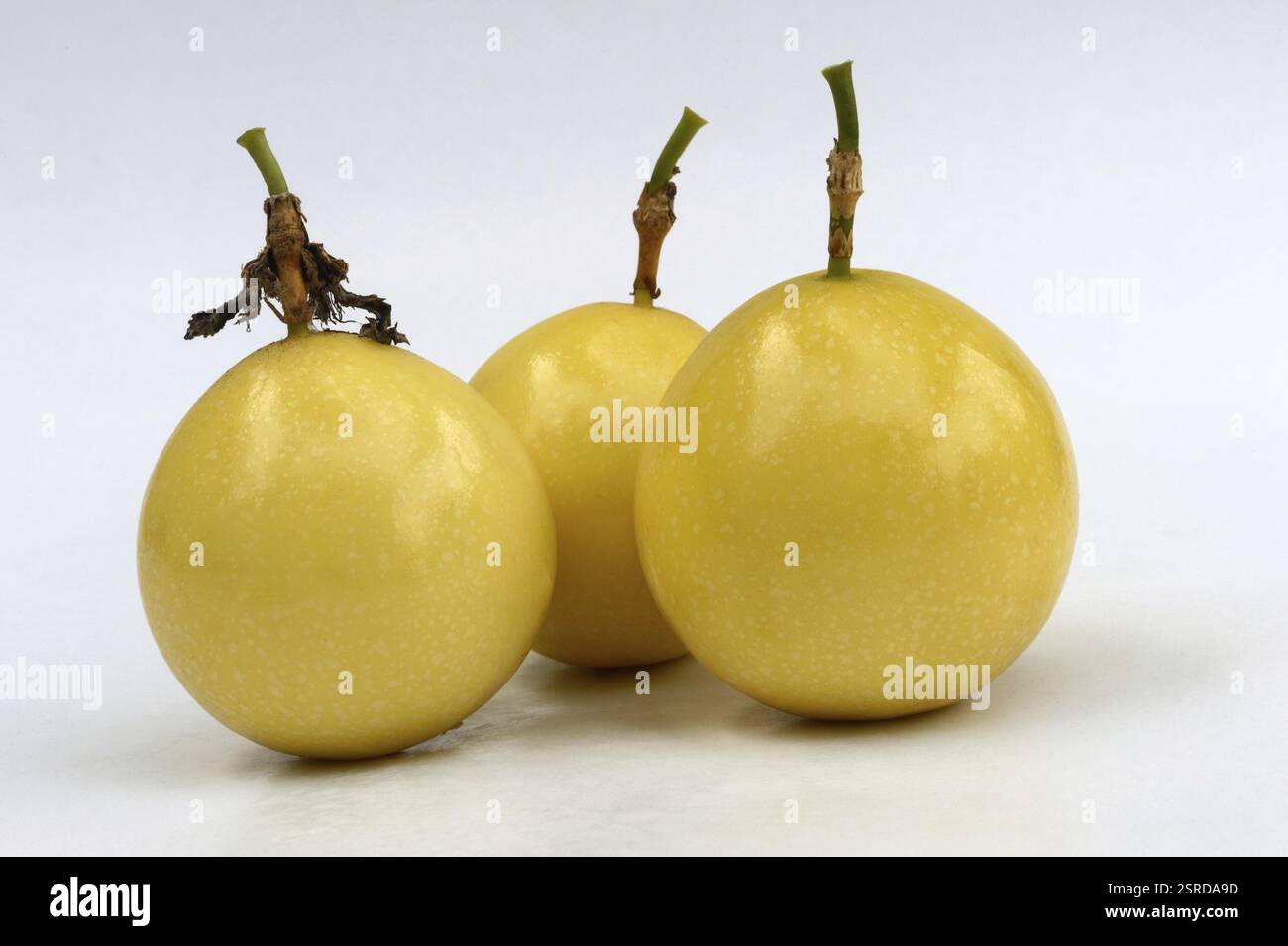 Three mature yellow passion fruit, Passiflora edulis, white background ...