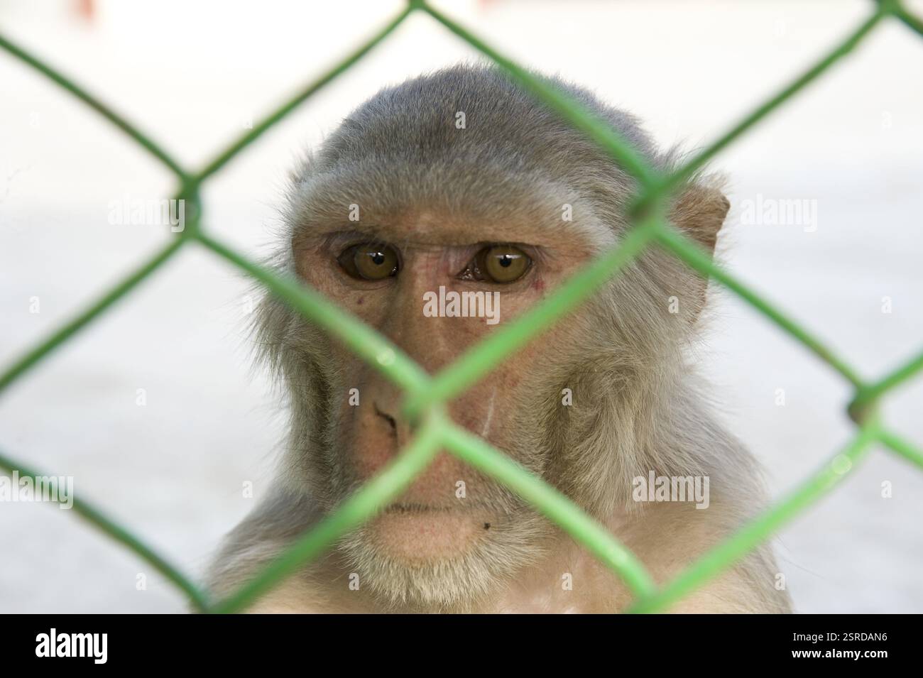 Monkey in seva kunj vrindavan uttar pradesh, india, asia Stock Photo ...