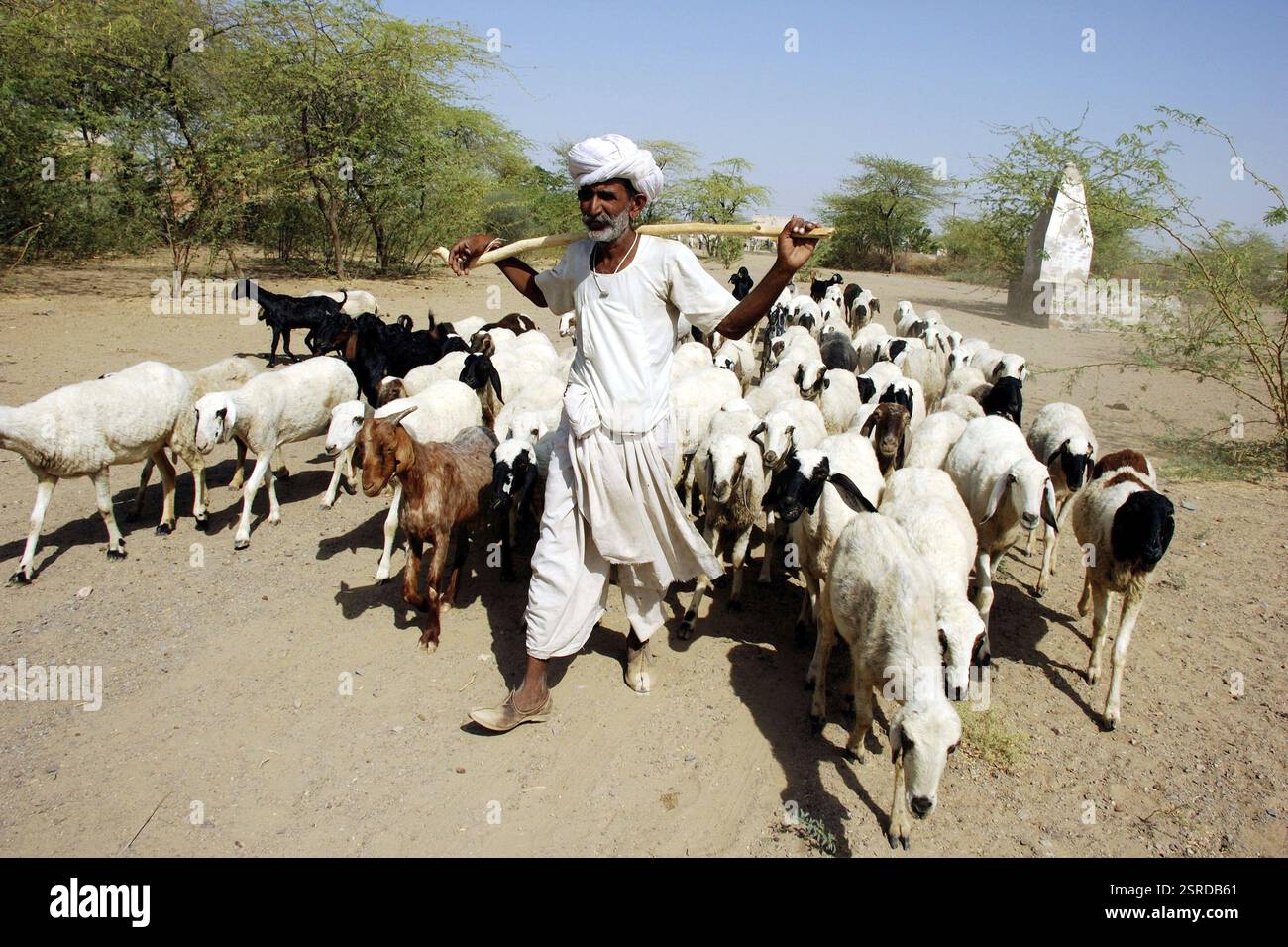 A man bringing sheep into jungle, Tilwada, Balotara, Barmer, India ...