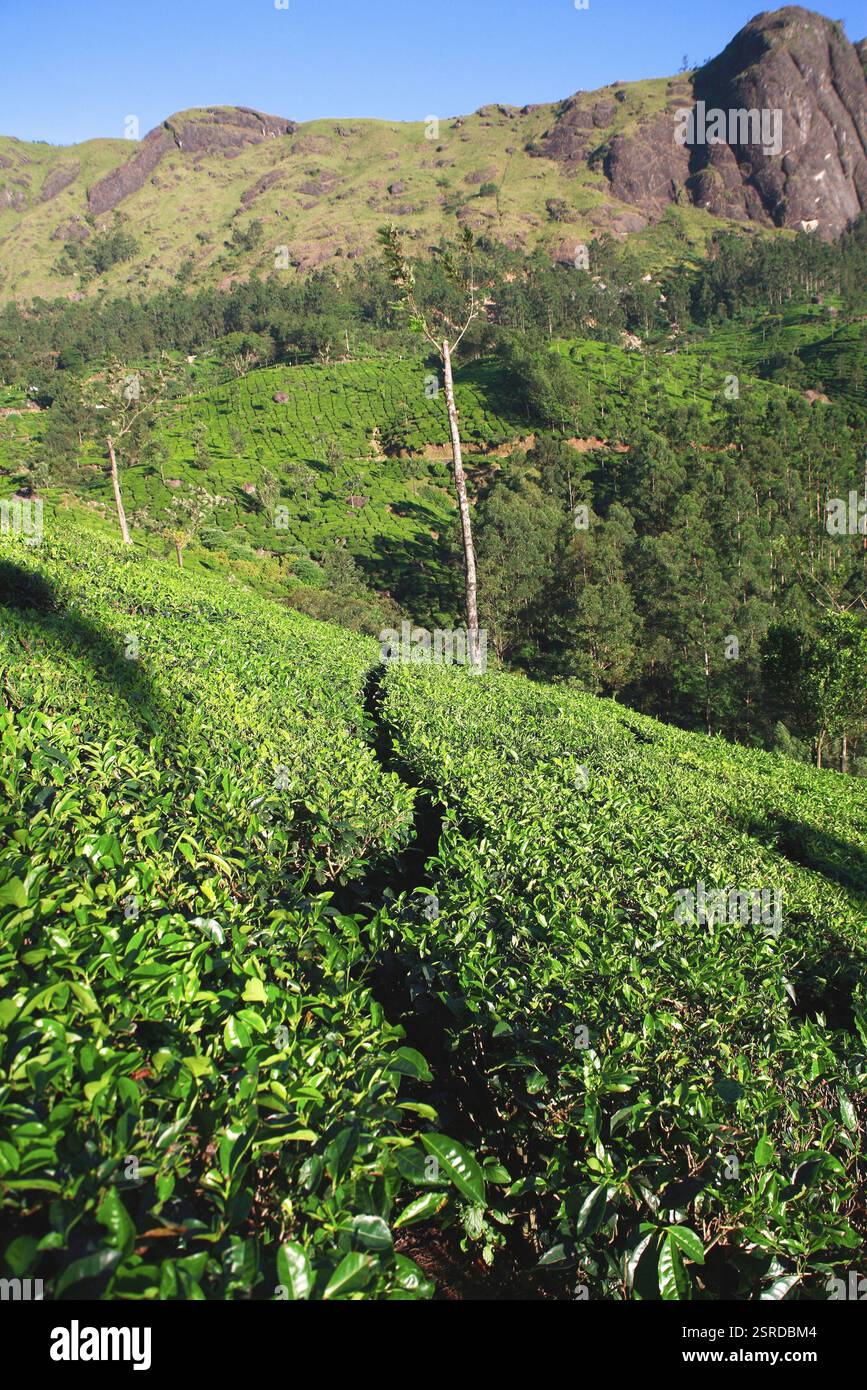 Tea farm, Munnar, Kerala, India, Asia Stock Photo - Alamy