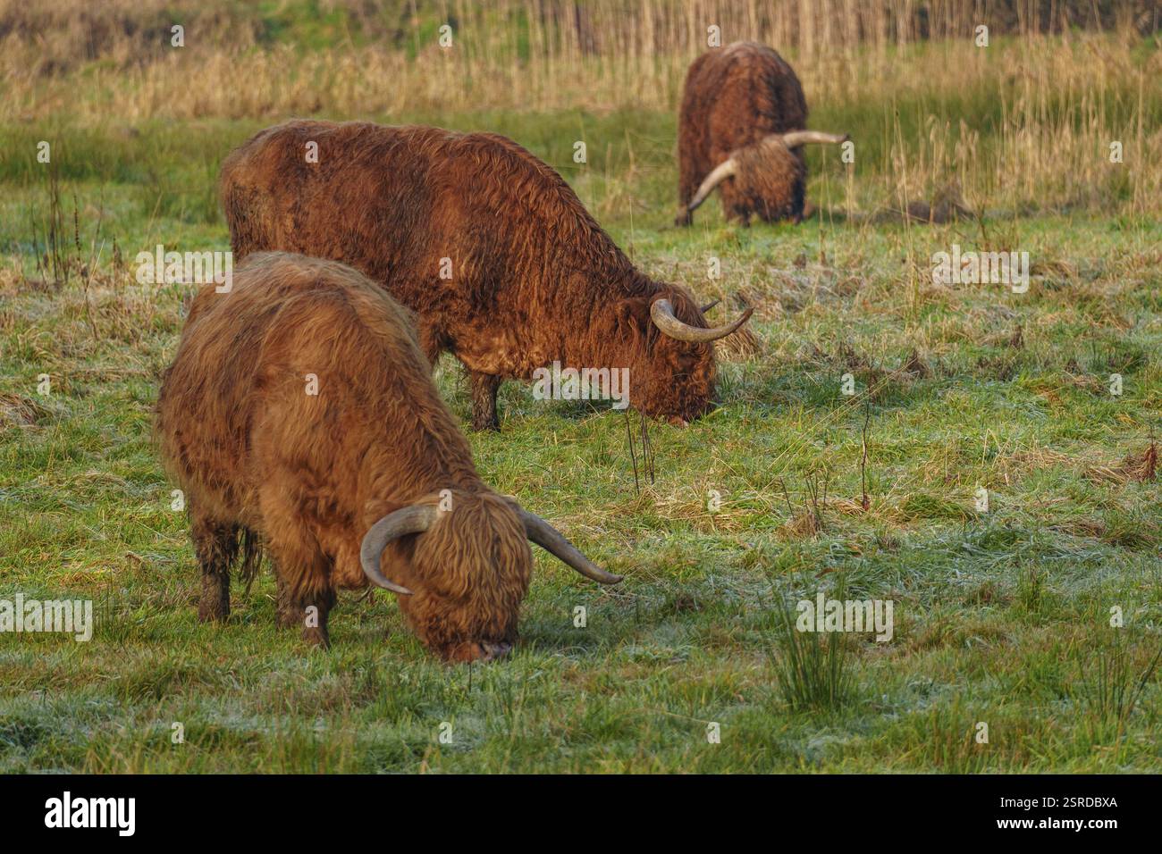 Three highland cattle grazing peacefully on a large meadow, Velen ...