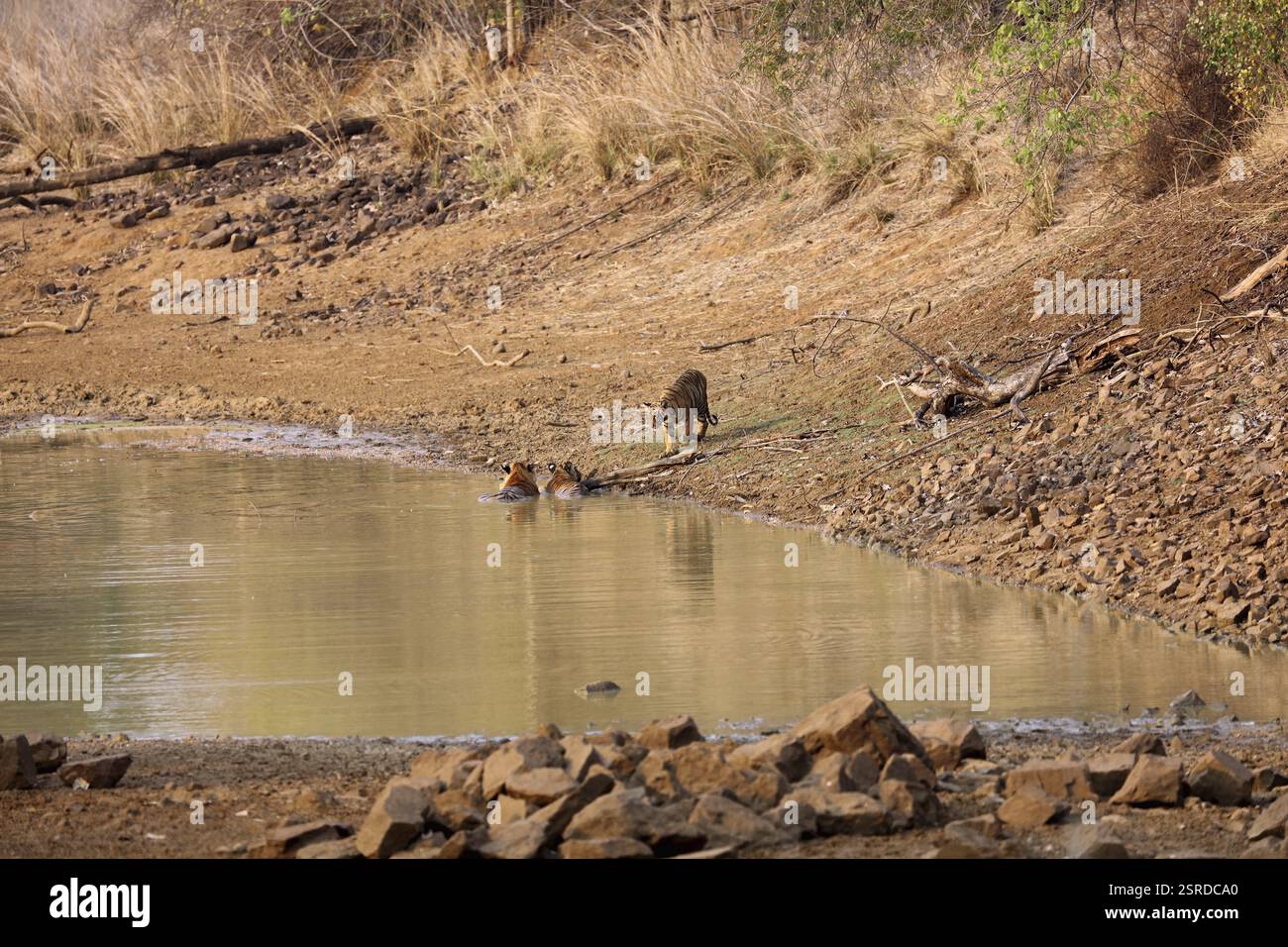 Tiger, tadoba andhari tiger reserve, chandrapur, Maharashtra, India ...