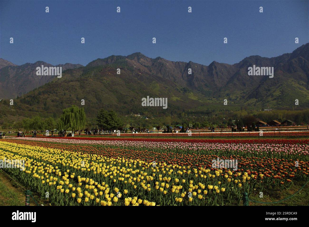Tulip flower garden, Srinagar, Kashmir, India, Asia Stock Photo - Alamy