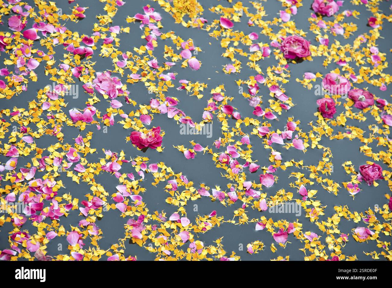 Flowers floating on yamuna river, mathura, uttar pradesh, india, asia ...