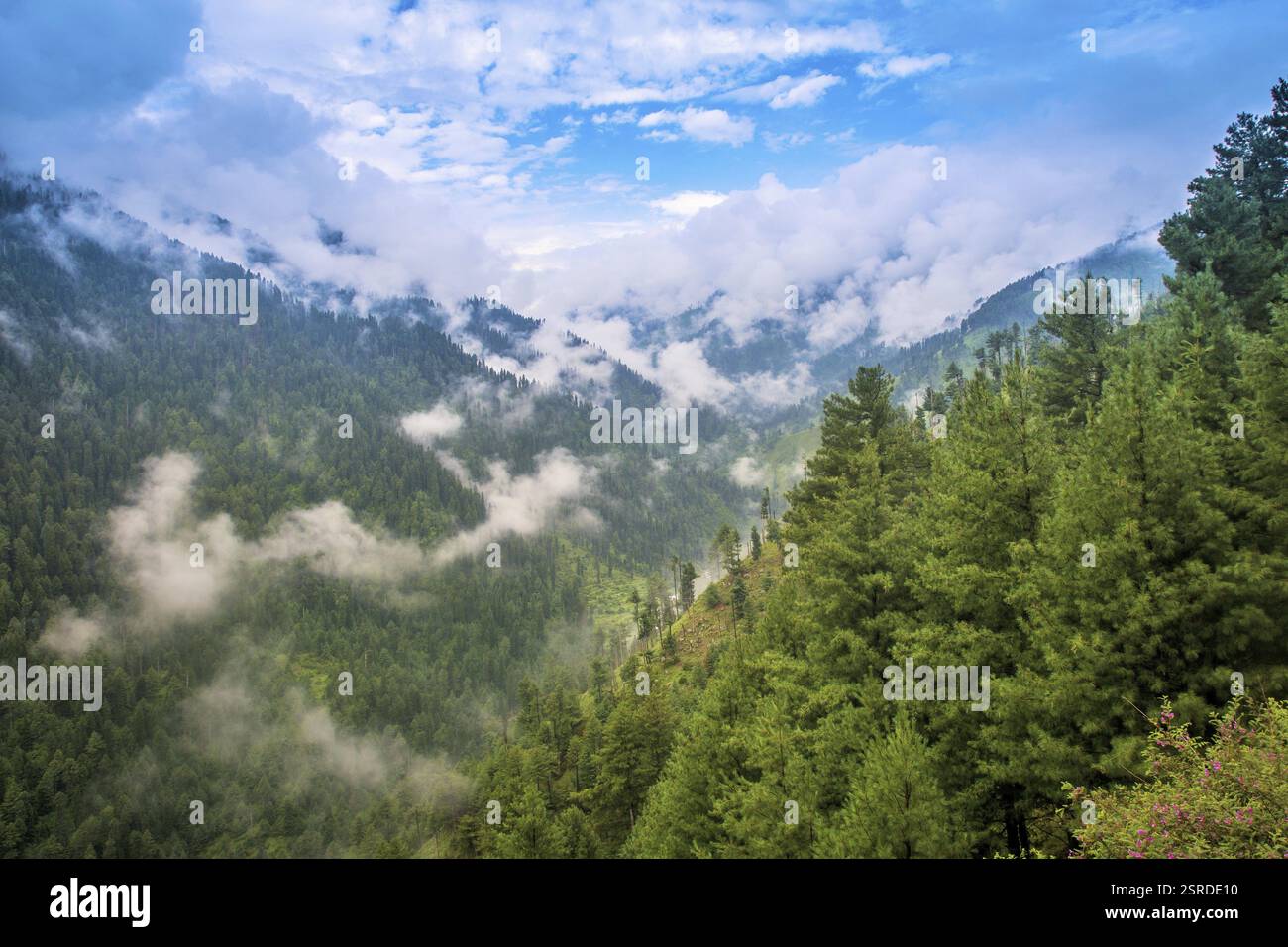 Valley and pine trees, Doodhpathri, Budgam, Kashmir, India, Asia Stock ...
