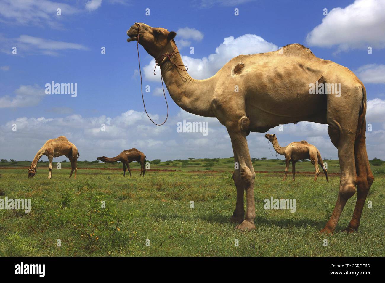 Camels grazing, Gujarat, India, Asia Stock Photo - Alamy