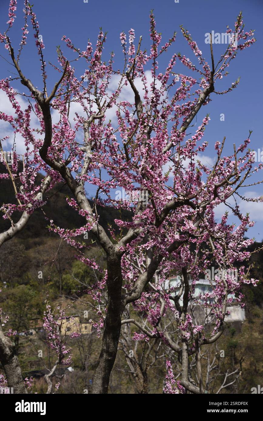 Peach tree, kasauli, himachal pradesh, India, Asia Stock Photo - Alamy