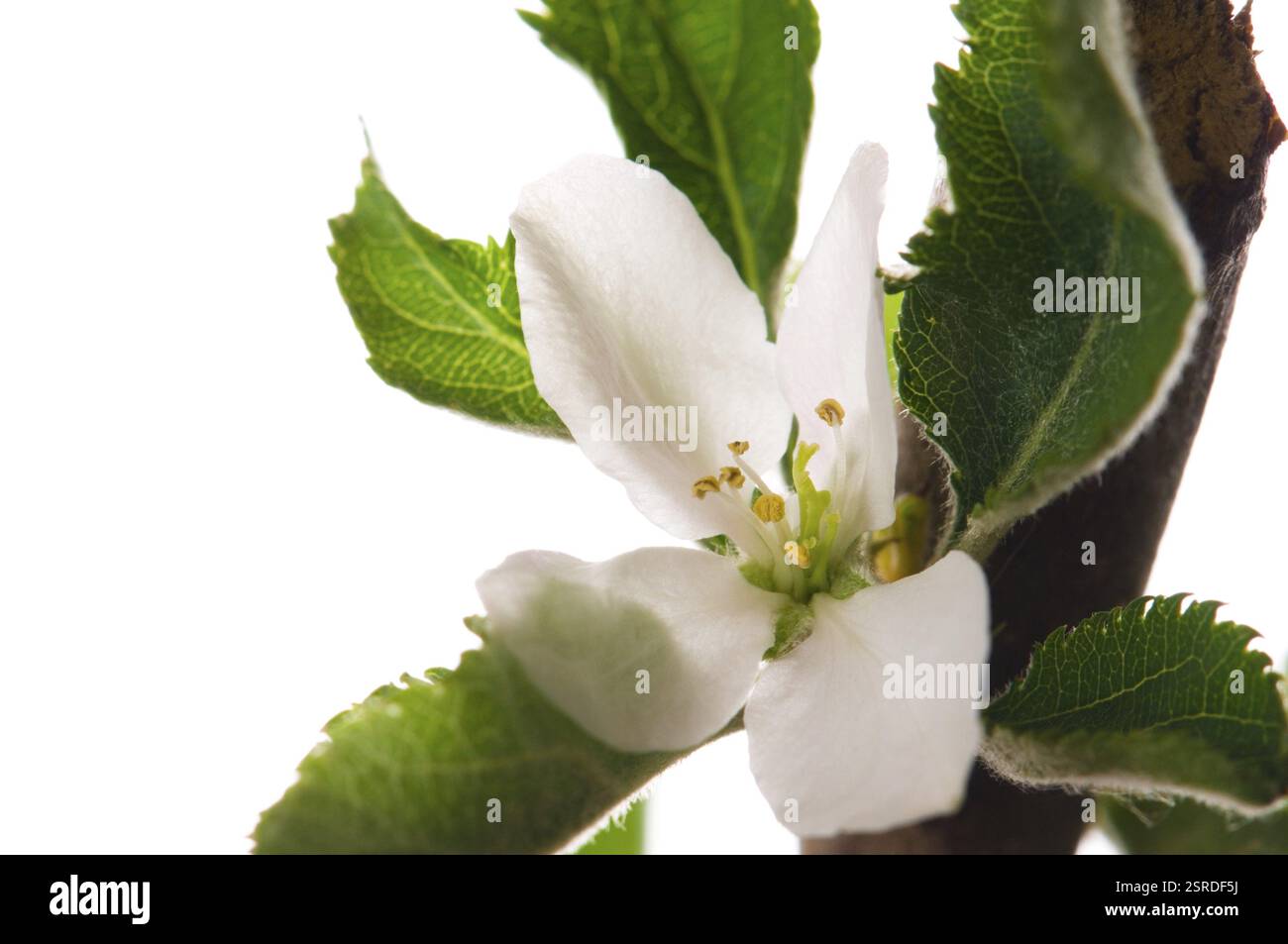 Detail of branch Apple tree at spring time Stock Photo - Alamy