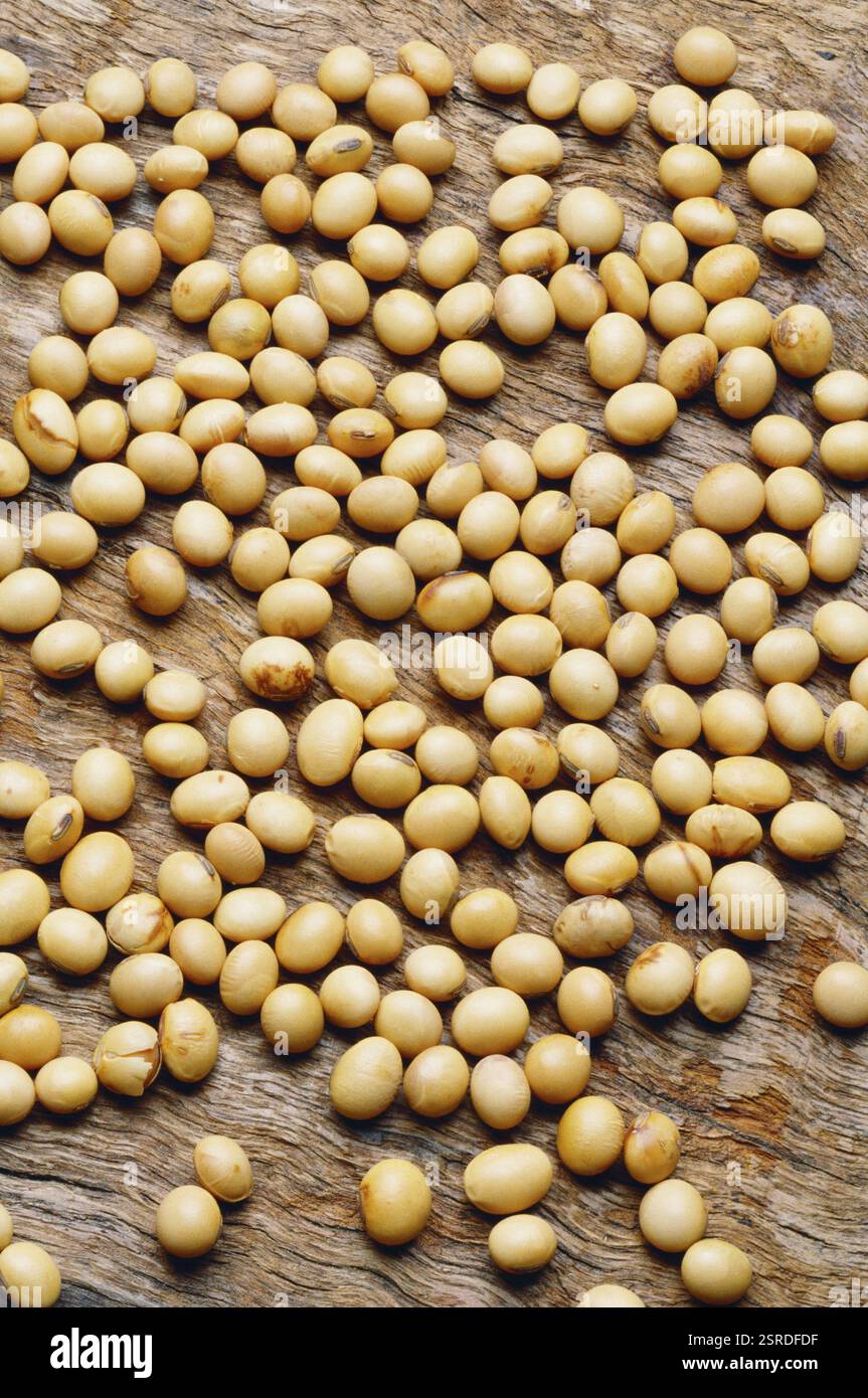 Soya bean, India, Asia Stock Photo - Alamy
