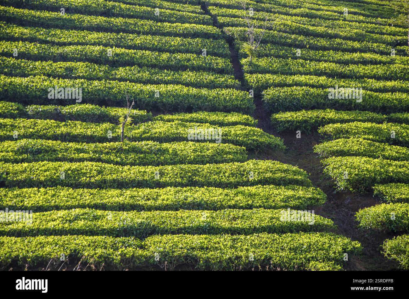 Tea plantation on hill, vagamon, kerala, india, asia Stock Photo - Alamy