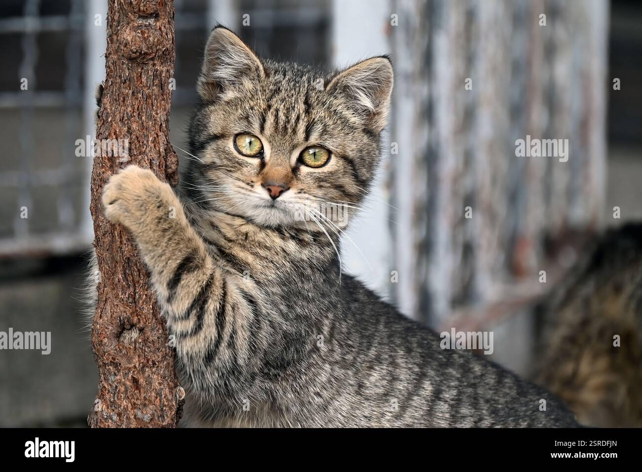 Adorable young tabby cat clinging to a small tree trunk Stock Photo - Alamy