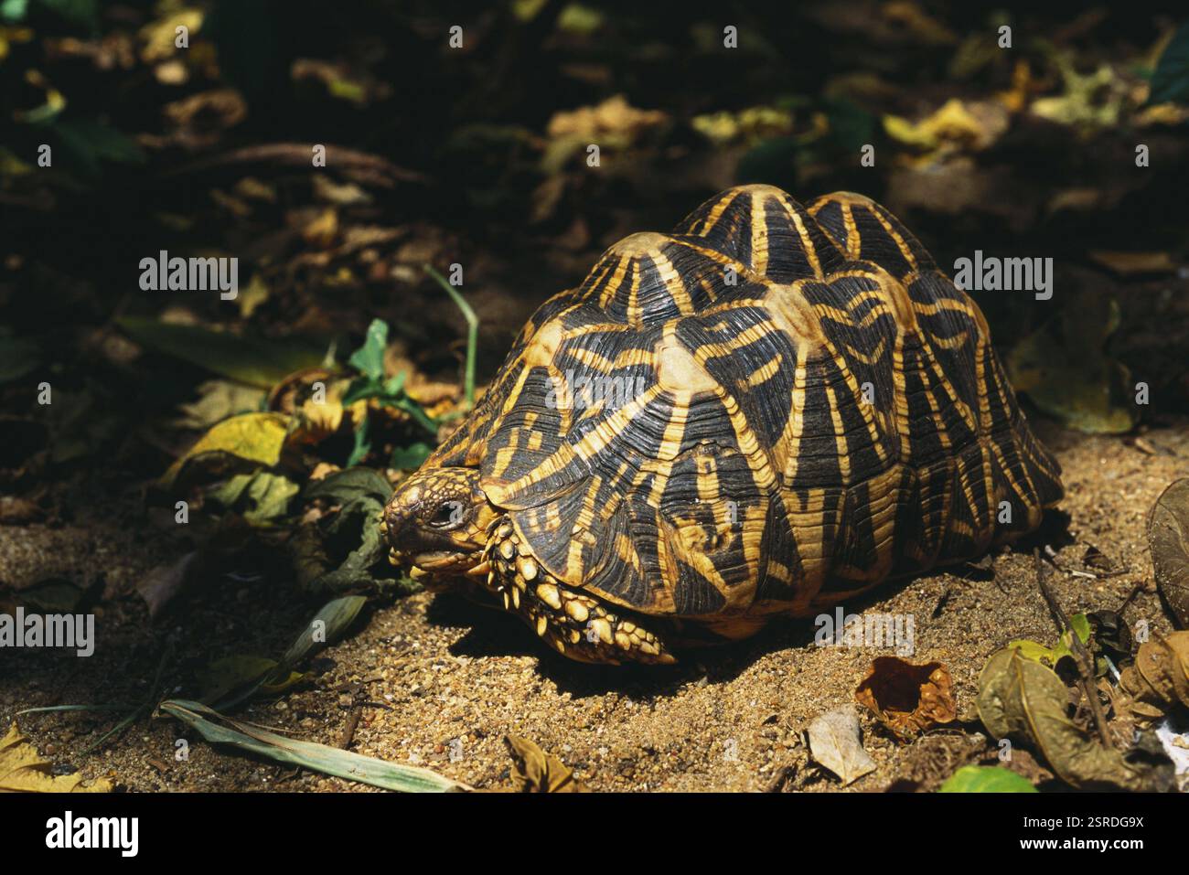 Reptiles, Indian star tortoise geochelone elegans Stock Photo - Alamy