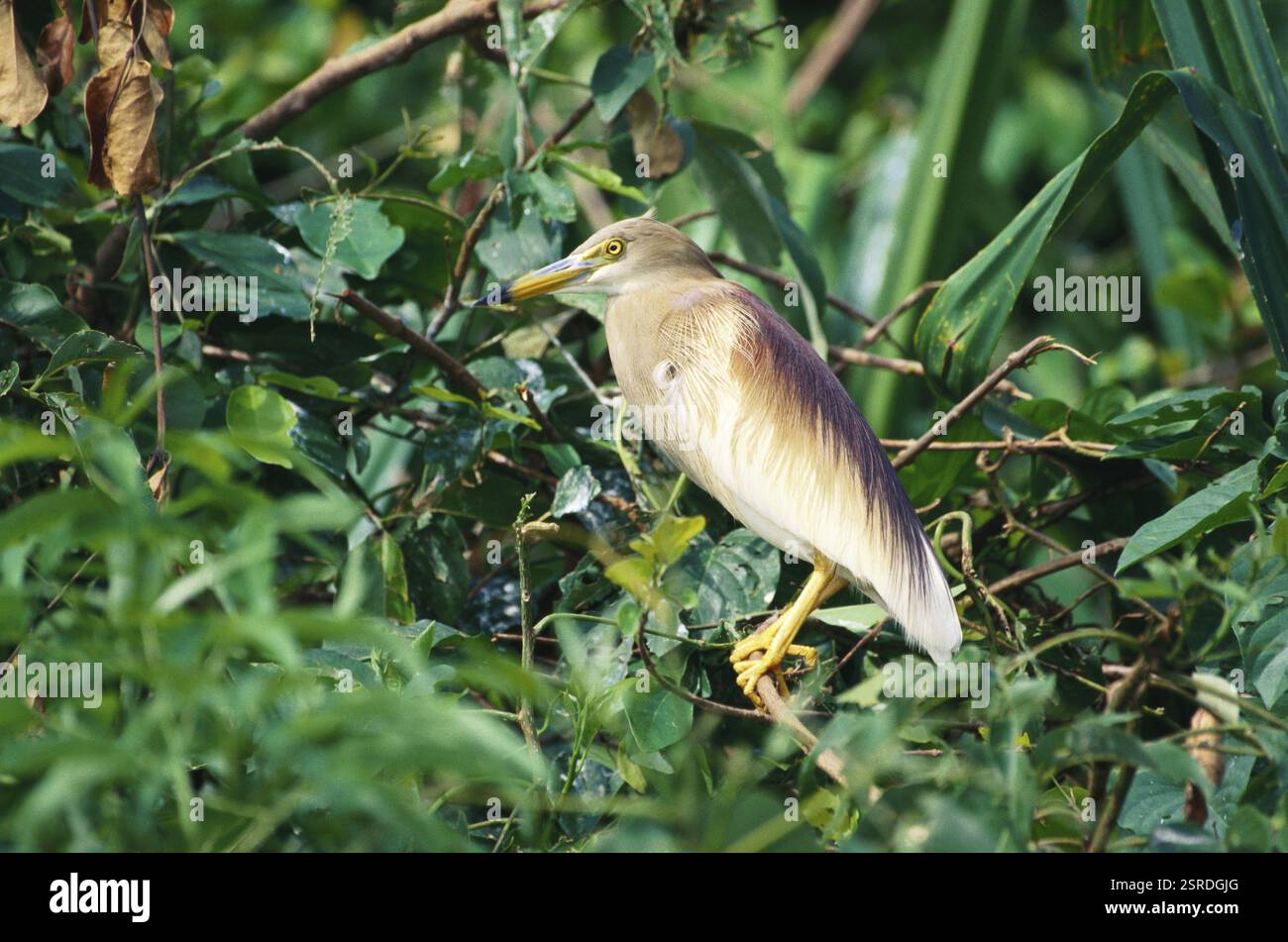 Birds, Paddy bird Pond Heron ardeola grayii Stock Photo - Alamy