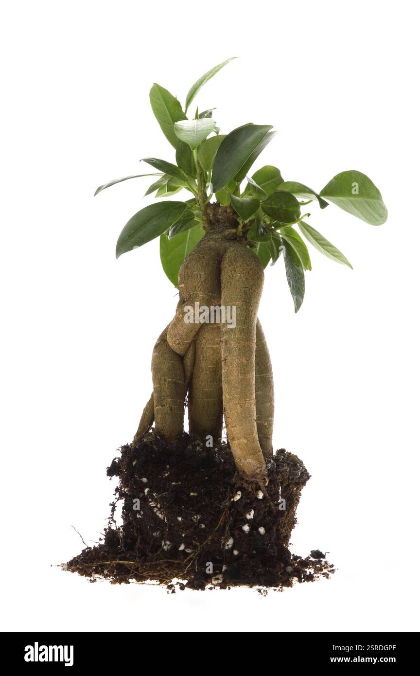 Growing fig tree in Cut Out Stock Images & Pictures - Alamy