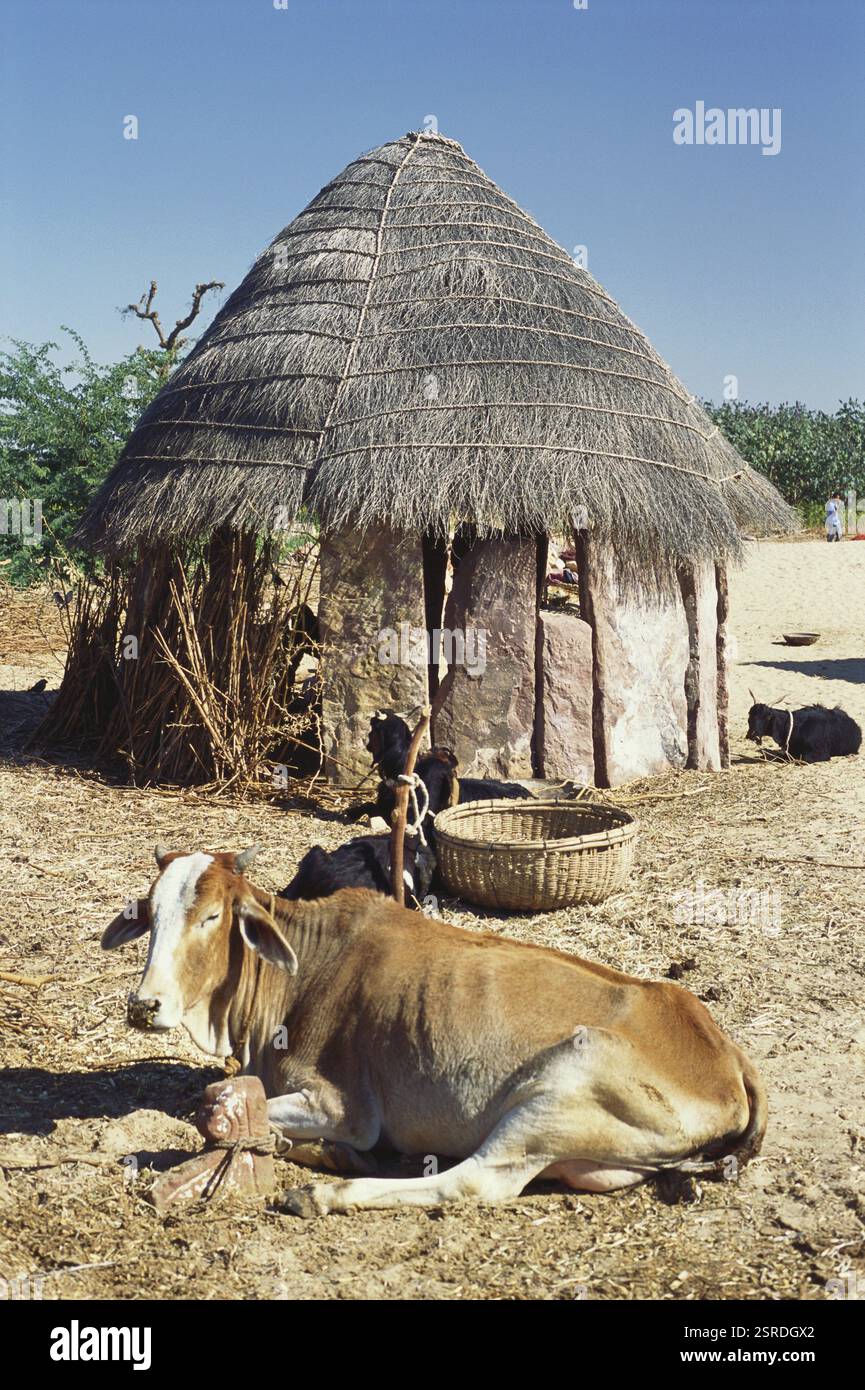 Rajasthani hut in village & cow, Rajasthan, India, Asia Stock Photo - Alamy