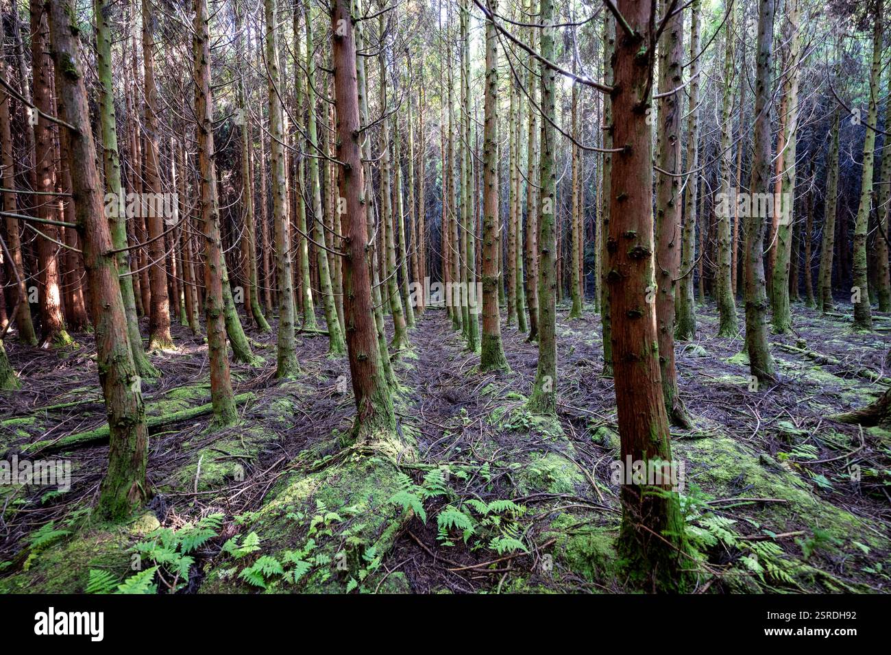 An impressive and beautiful forest in the Mata da Serreta forest area ...