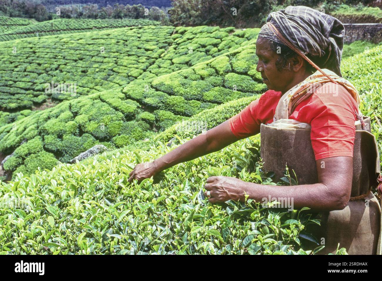 Woman plucking tea leaves in tea garden in Munnar, Kerala, India, Asia ...