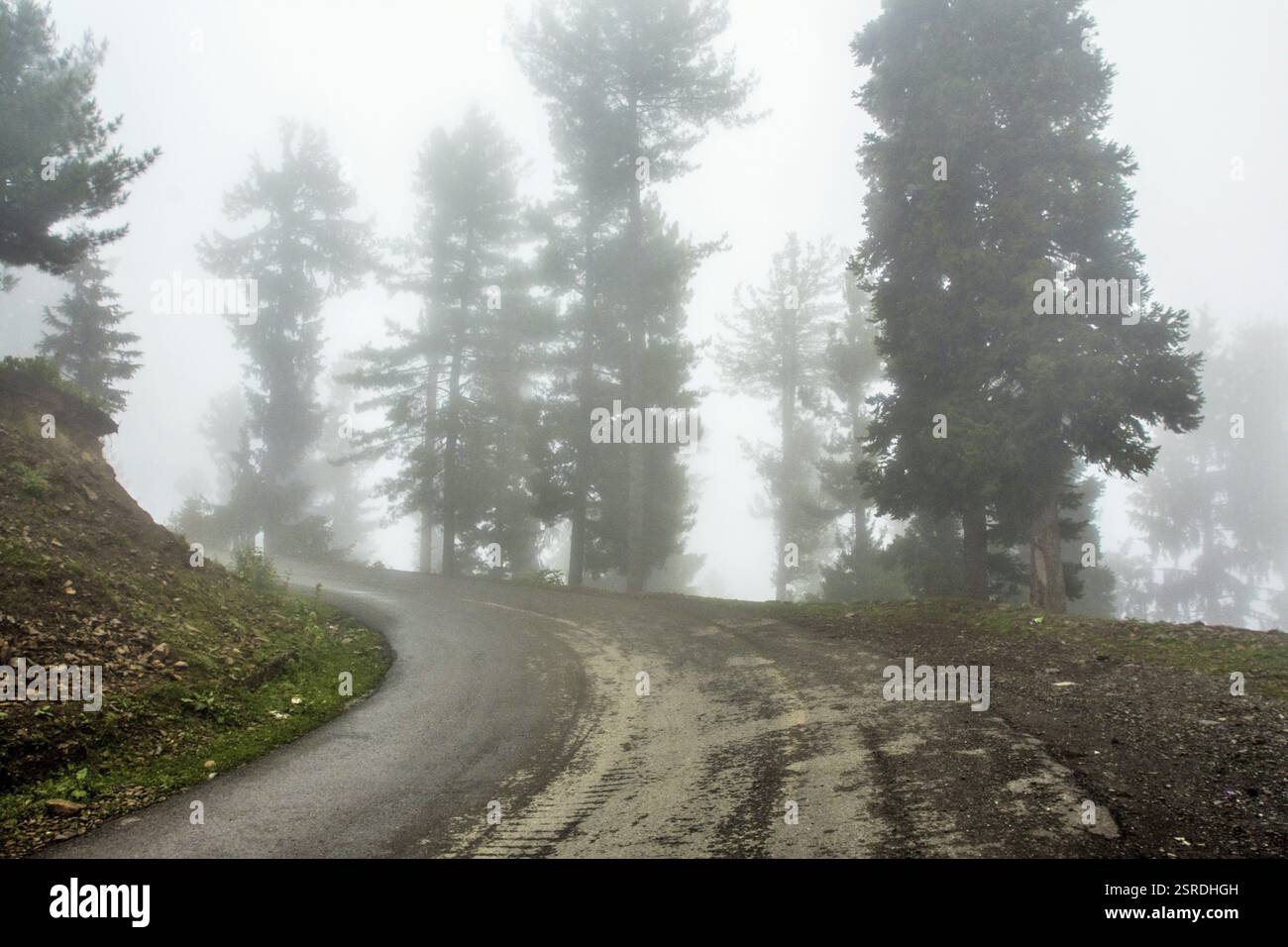 Road and pine trees, Gurez valley, Bandipora, Kashmir, India, Asia ...