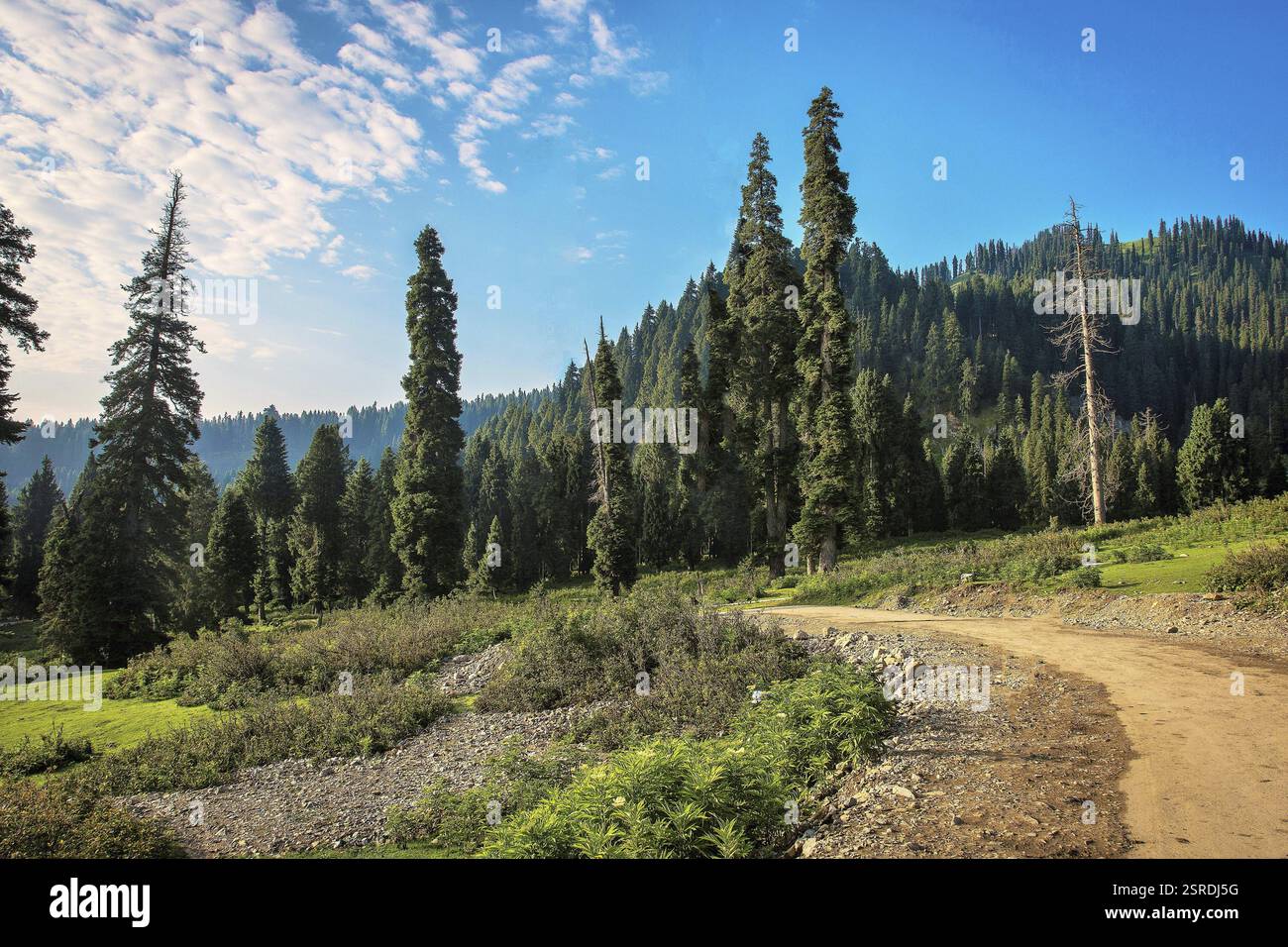 Meadows and pine trees, Doodhpathri, Budgam, Kashmir, India, Asia Stock ...