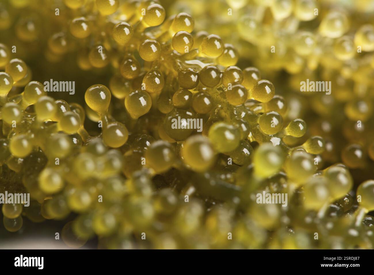 Caulerpa lentillifera hi-res stock photography and images - Alamy