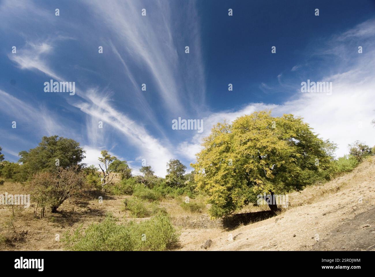 Landscape of great tree of tamarind chinch at Gavilgad fort Chikhaldara ...