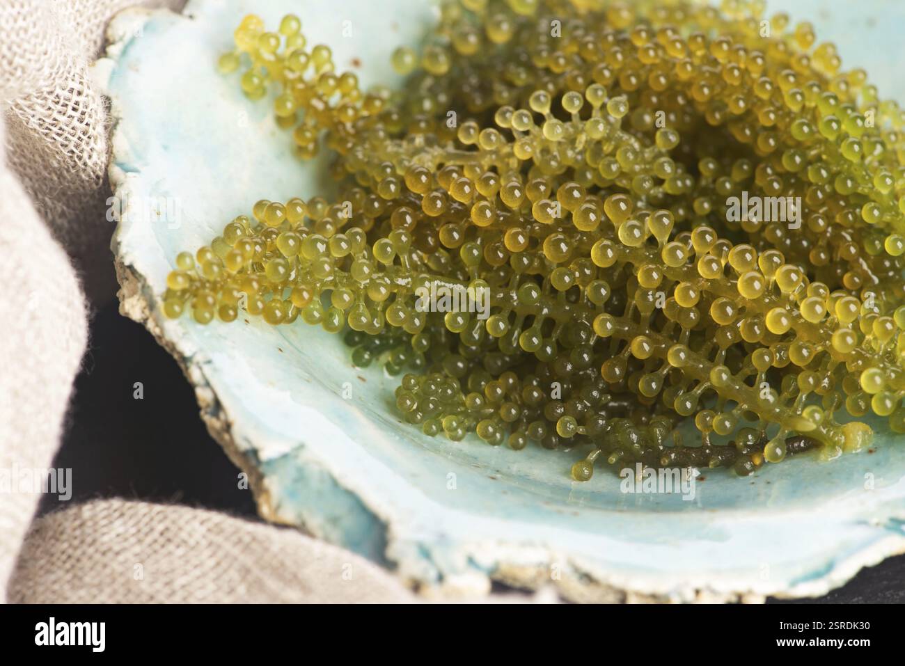 Caulerpa lentillifera hi-res stock photography and images - Alamy