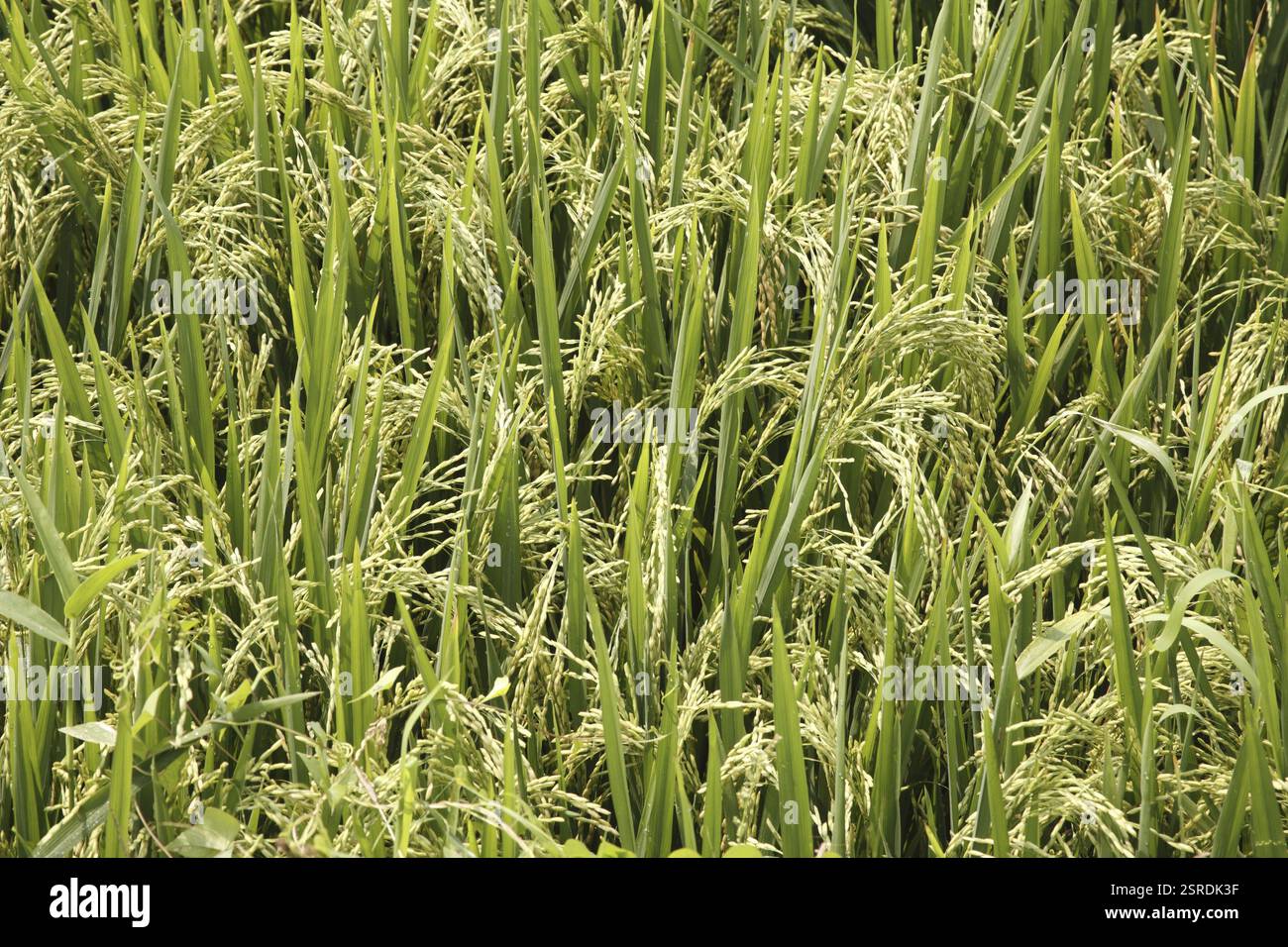 Grain, rice getting ready for harvesting in paddy field, Tamil Nadu ...