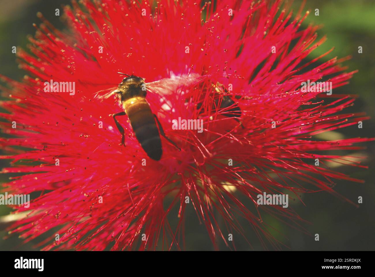 Two honey bees on lavender flower, Jodhpur, Rajasthan, India, Asia ...