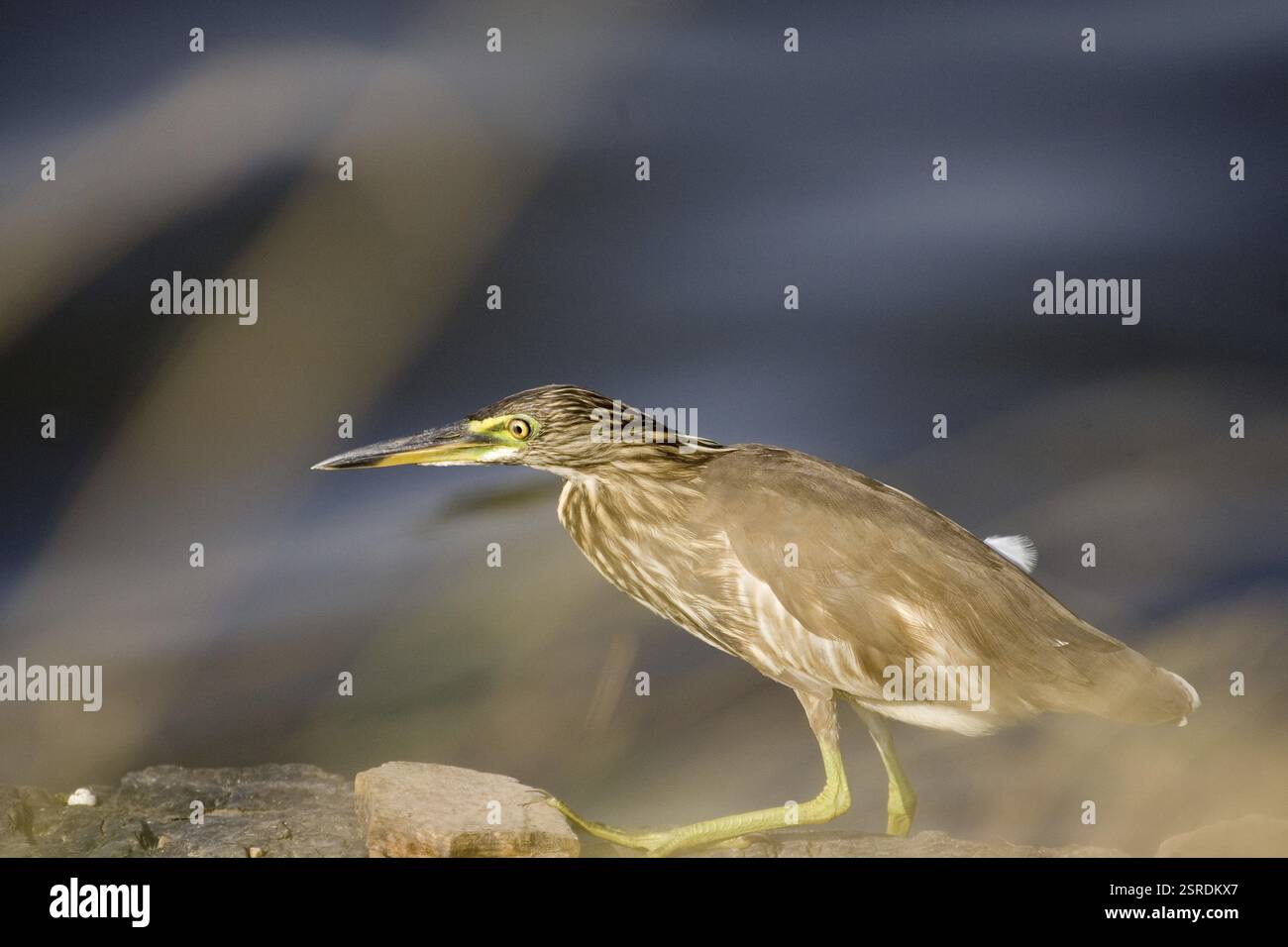 Pond Heron or Paddy bird Ardeola grayii, Ranthambore tiger reserve ...
