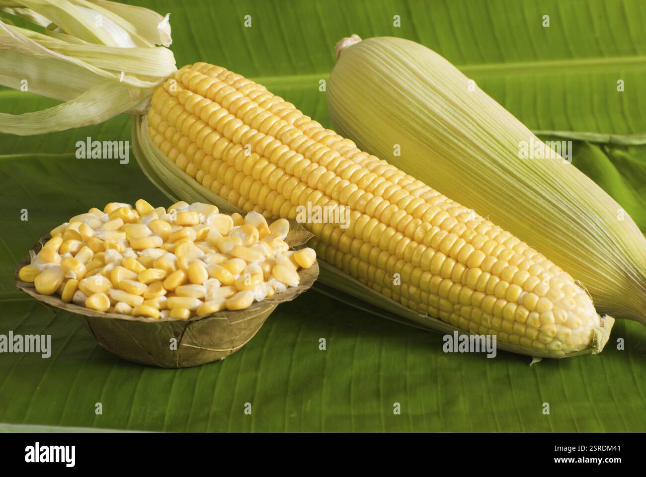 Food, dewdrops on sweet maize golden corn in husk Zea mays Bhutta Makki ...