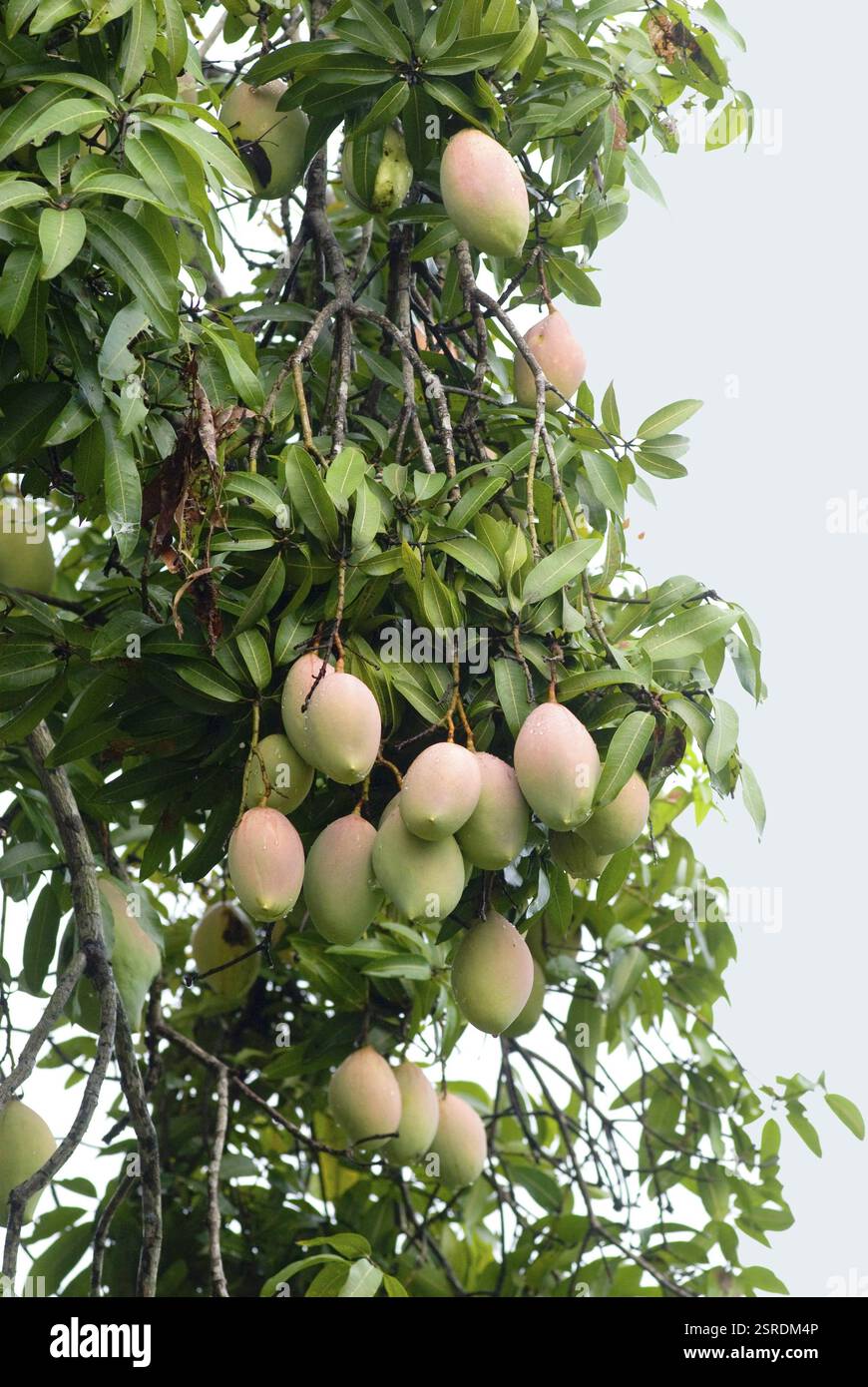Unripe green mango mangifera indica on tree at Champakulam, Kerala ...
