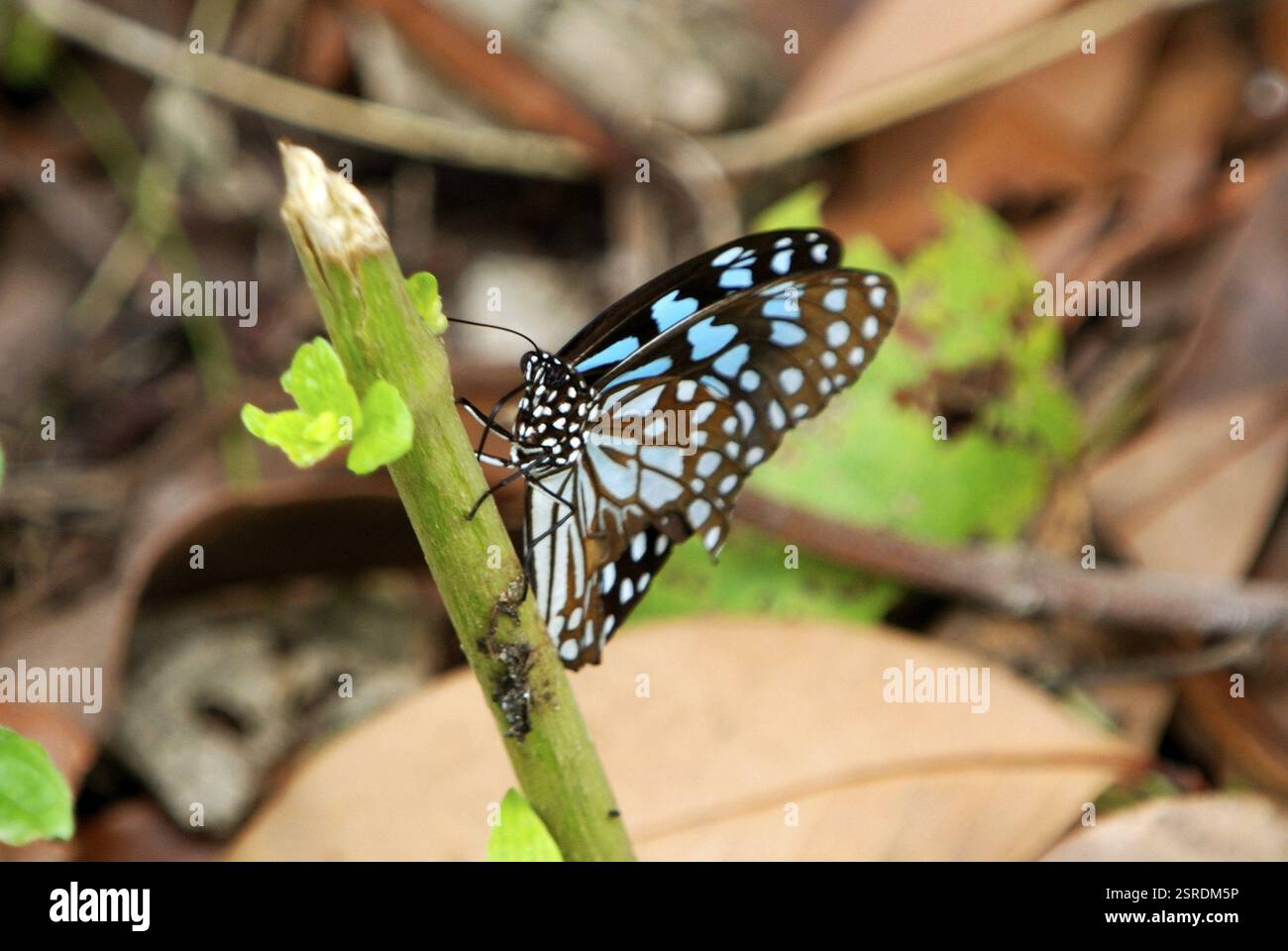 Insects, blue tiger tirumala limniace butterfly licking due, Howrah ...