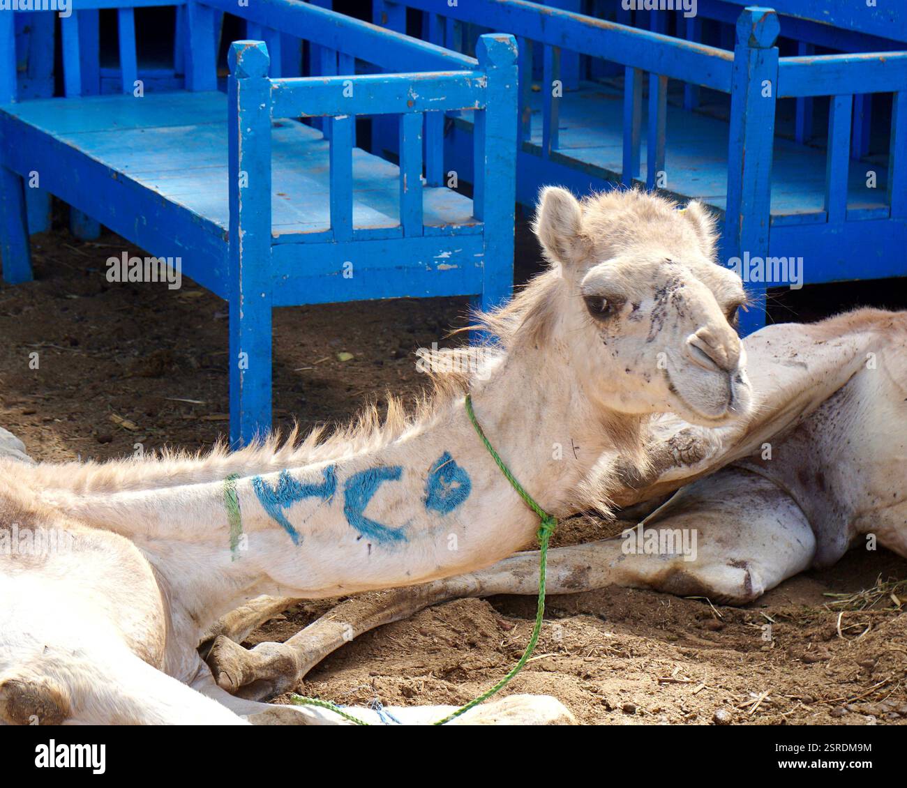 Camelherding hi-res stock photography and images - Alamy
